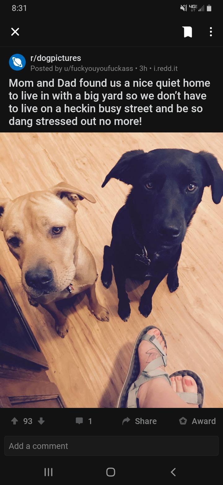 Good dogs | Scrolller