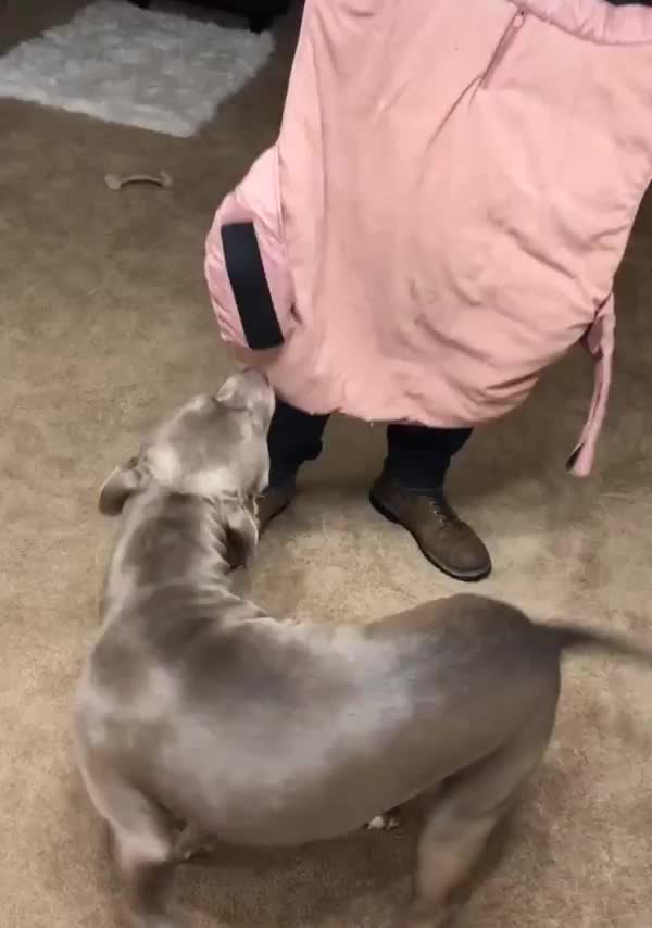 Good girl gets a new winter coat | Scrolller