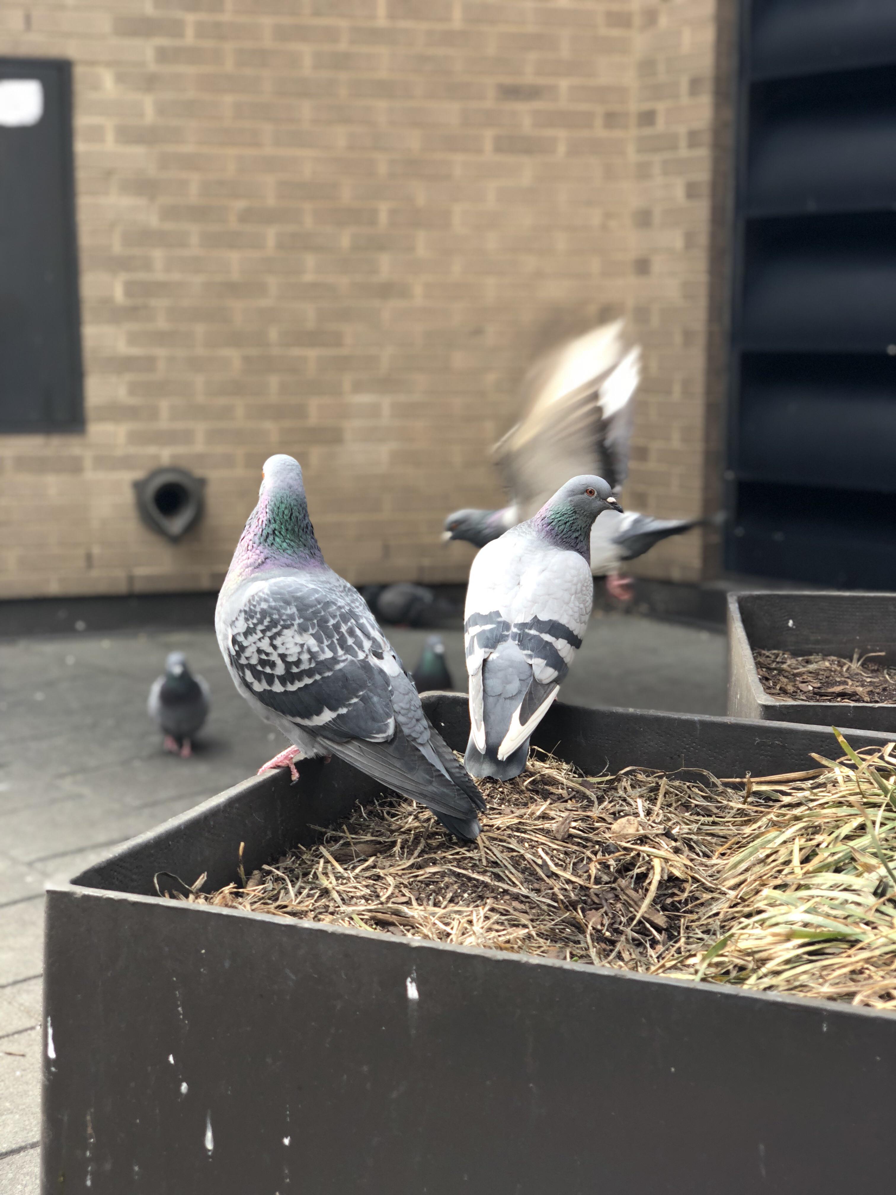 Good-looking pigeons | Scrolller