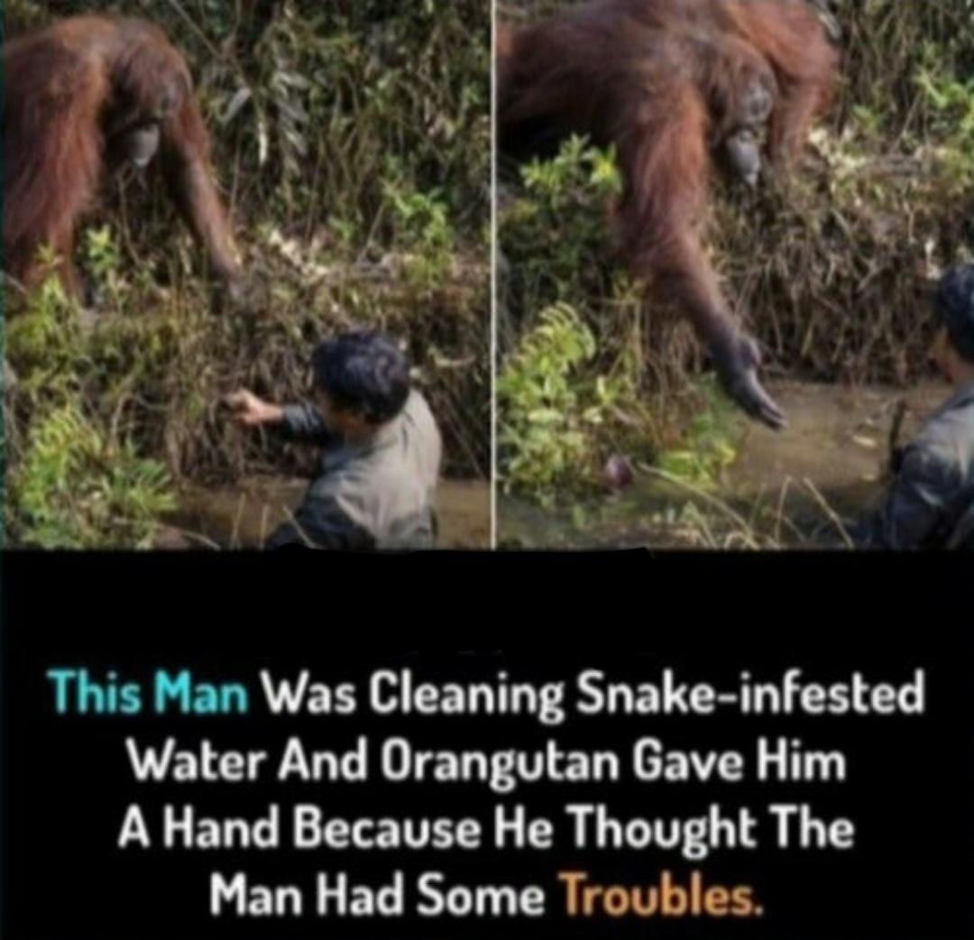 Good monke | Scrolller