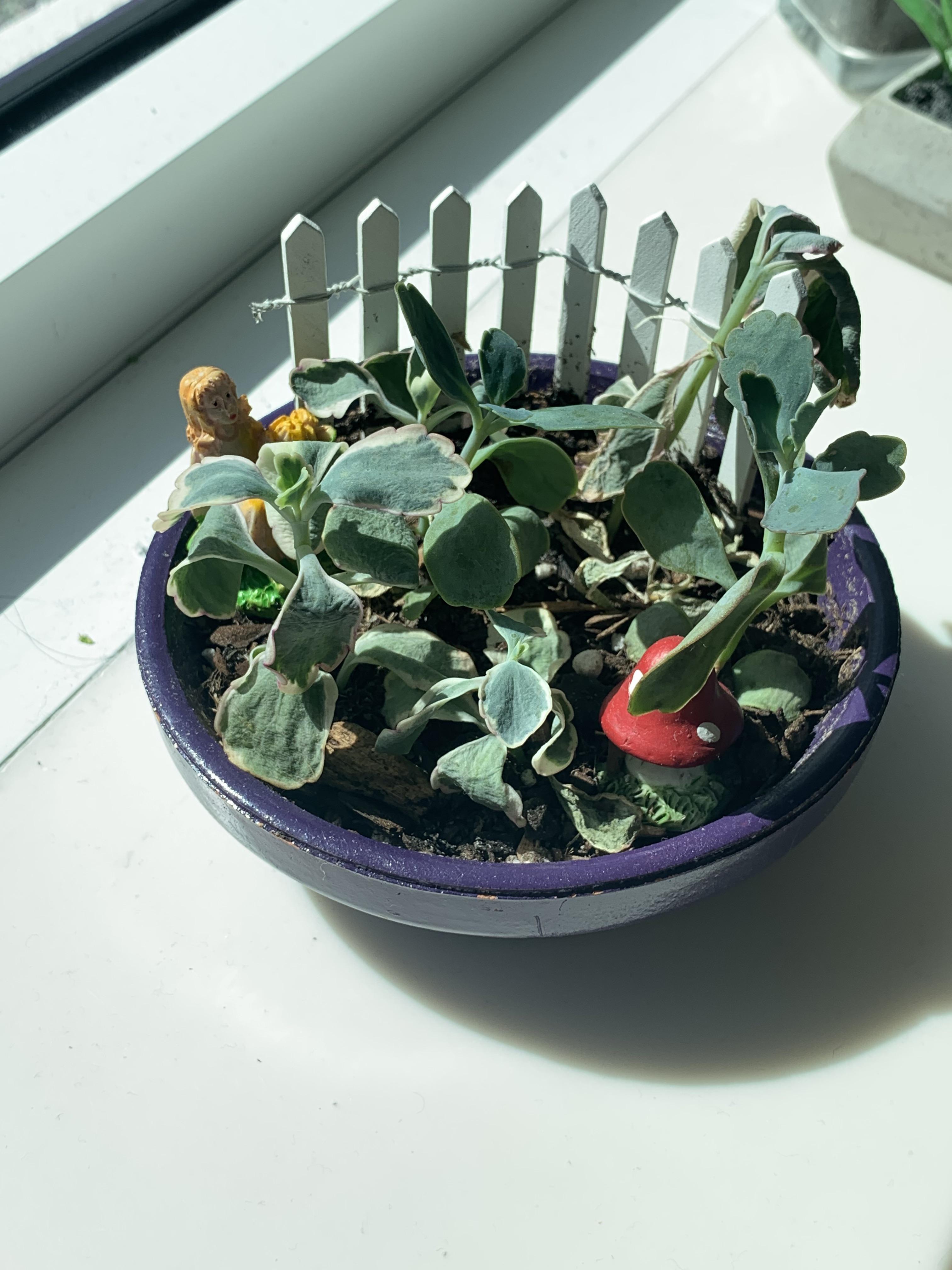 Goodmorning🌱🍄 Can anyone help me identify this plant? | Scrolller