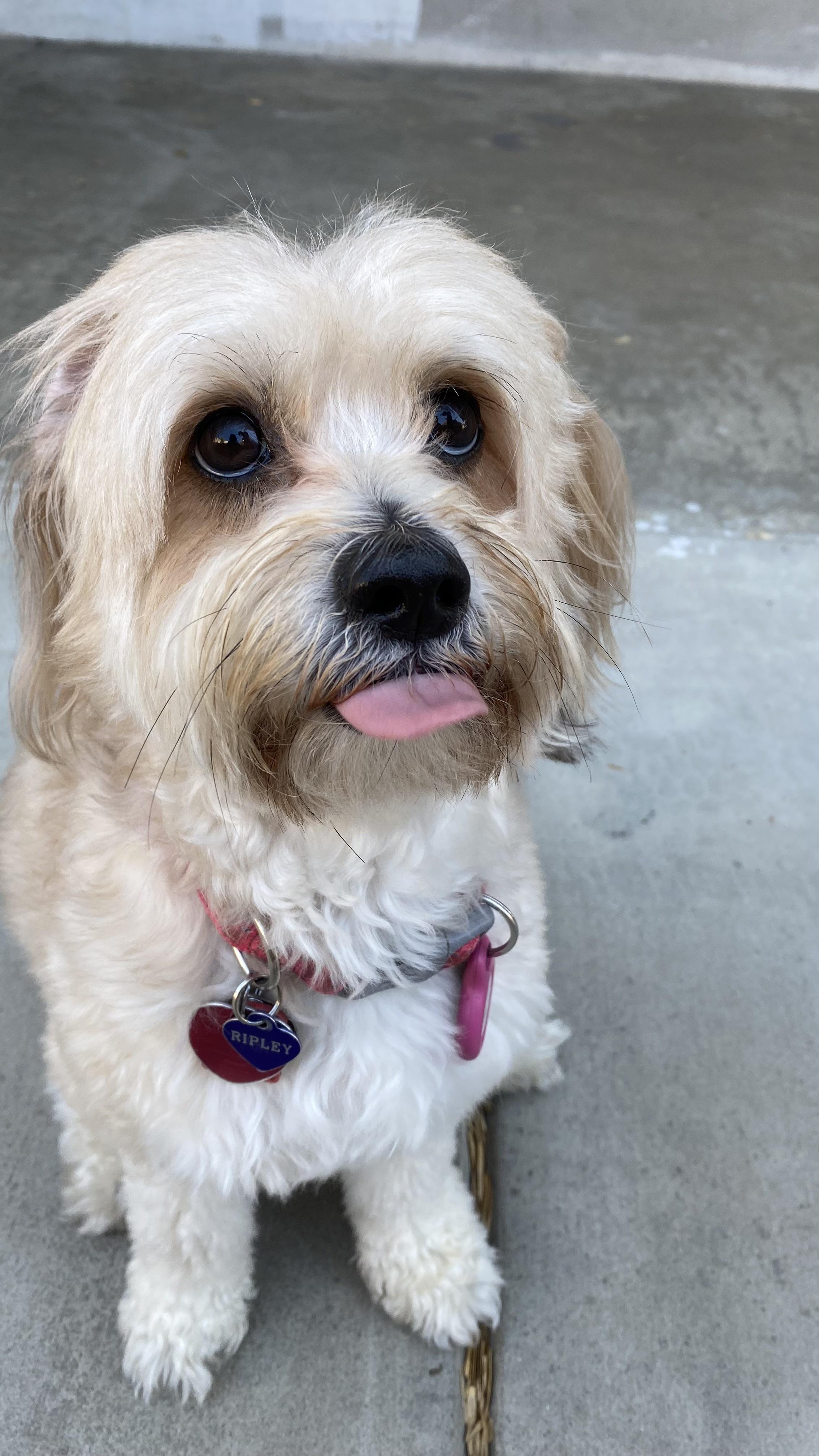 goofy girl | Scrolller