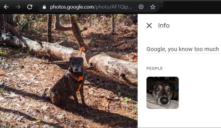 Google's Facial Recognition Algorithm Apparently Now Includes Doggos [OC] | Scrolller