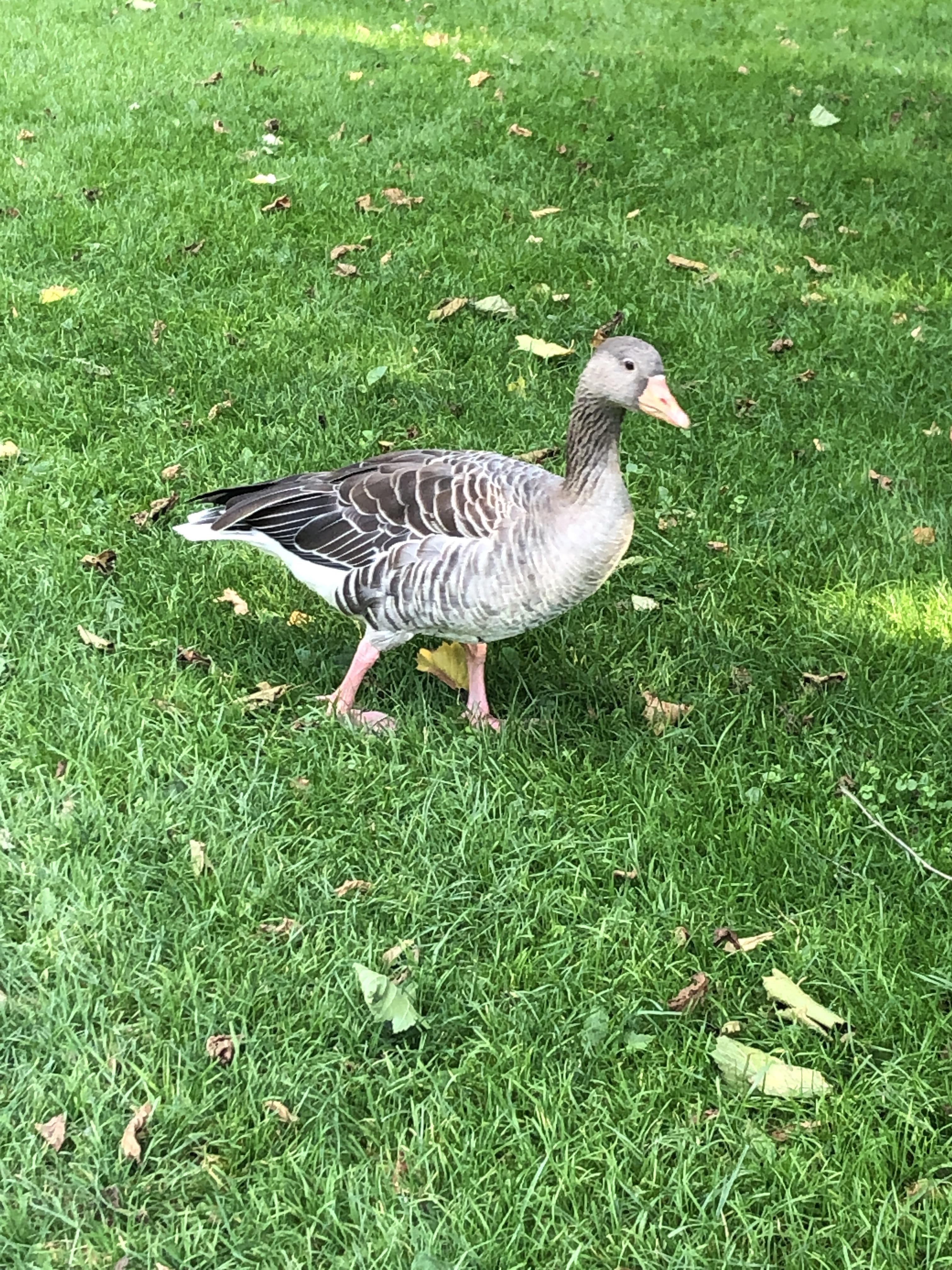 goose rule | Scrolller