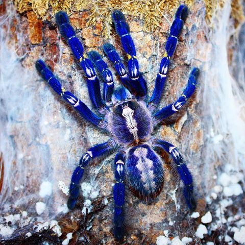 Gooty Sapphire Ornamental Tarantula | Scrolller