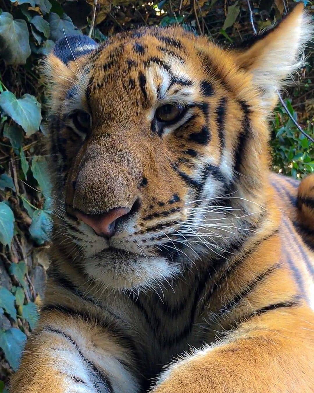Gorgeous tiger cub | Scrolller