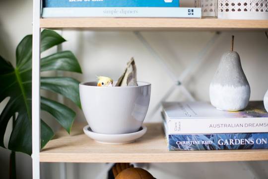 Got a cool new plant growing | Scrolller