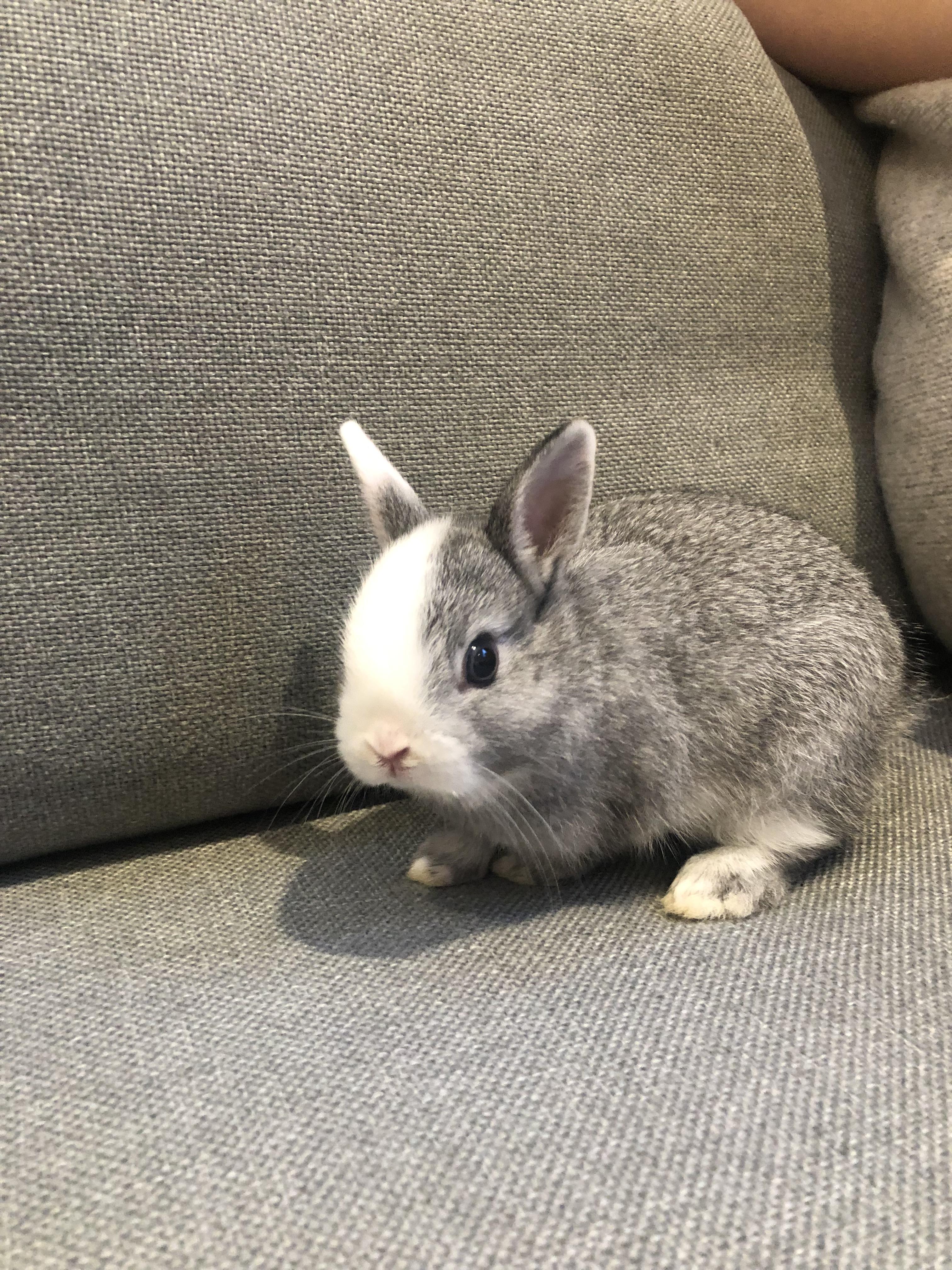 Got a little bun and he is the cutest! Everyone meet Taco | Scrolller