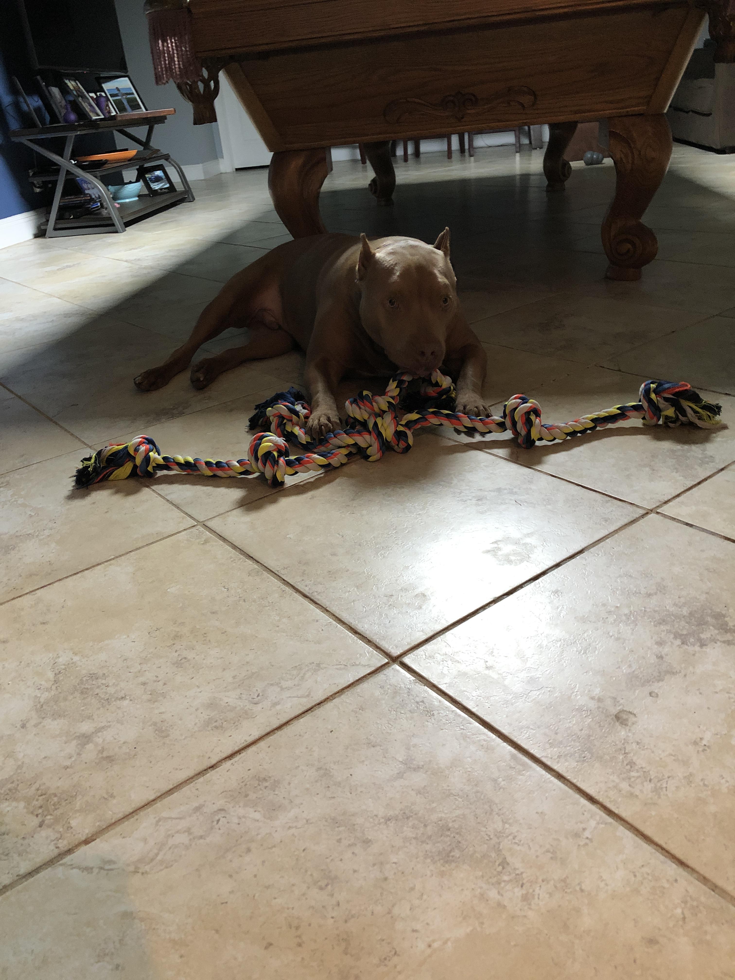 Got my 2 babies some new ropes with the 50% off sale but this turd thinks they’re both his ...