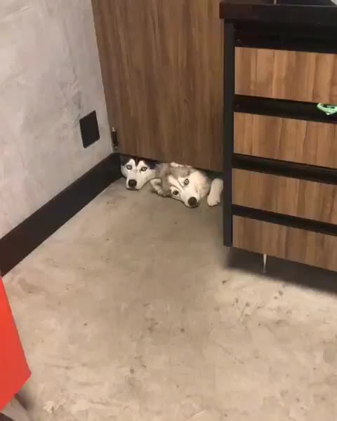 Got our food ready yet? | Scrolller