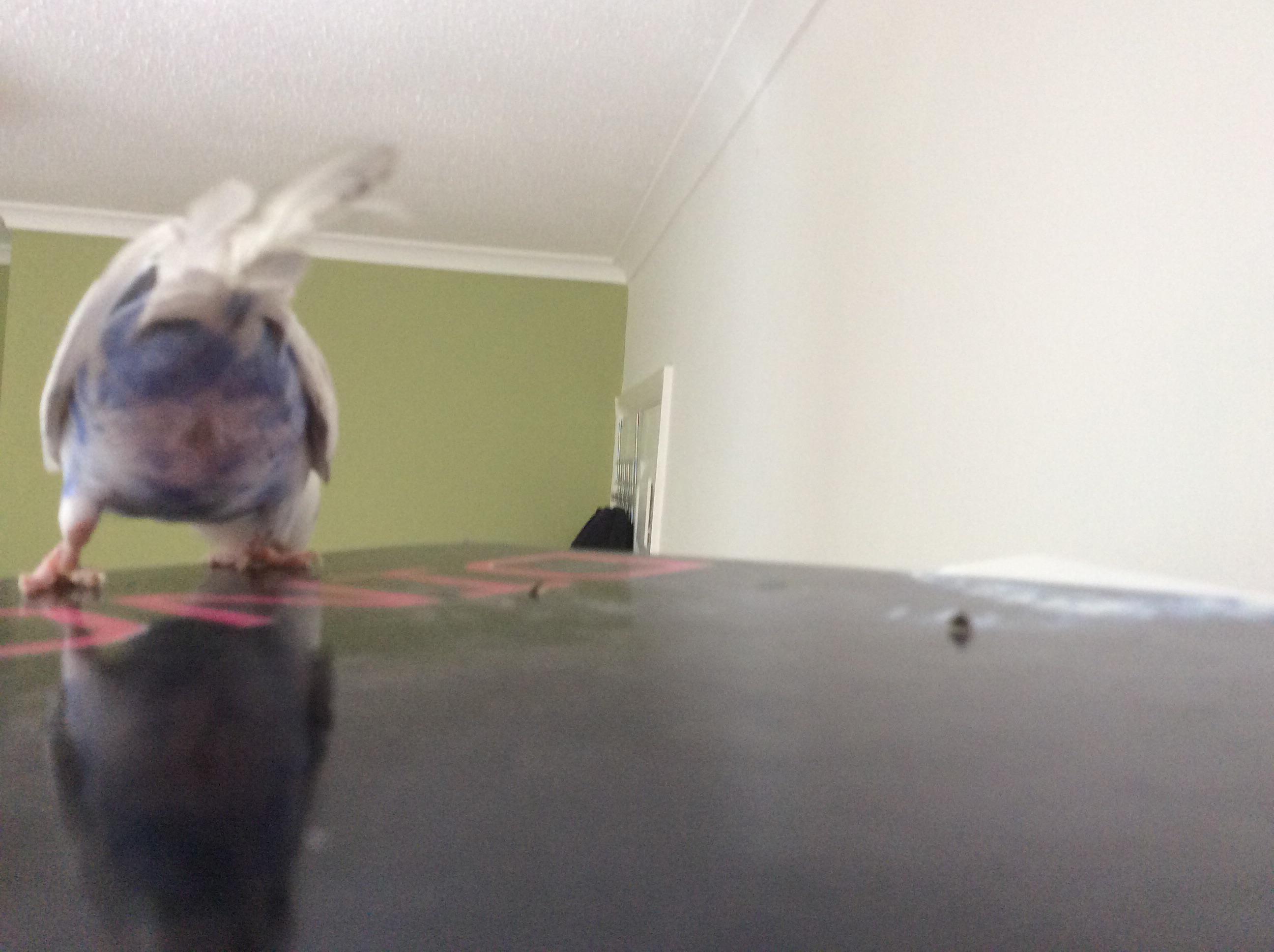 Gotcha bum | Scrolller