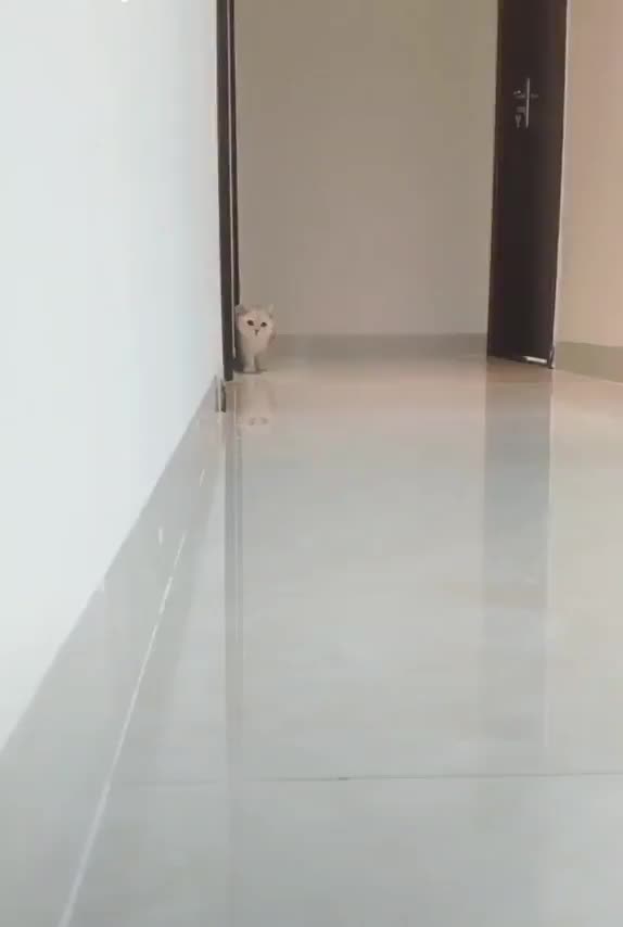 Gotcha human! | Scrolller