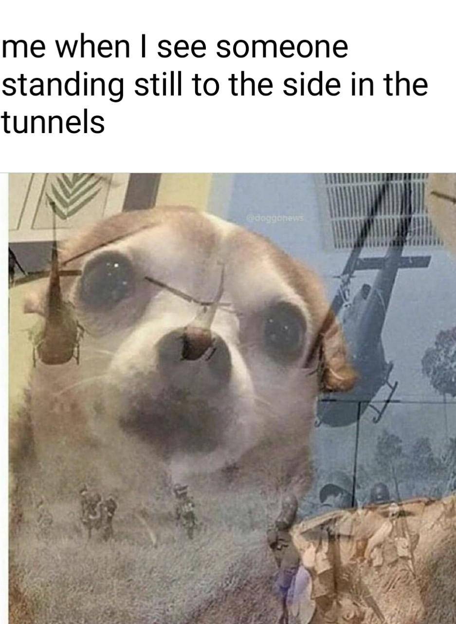 🏃‍♂️gotta go fast | Scrolller