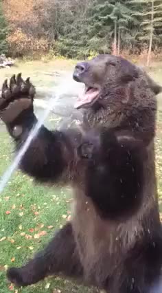 Graargl (x-pst /r/AnimalsBeingDerps) | Scrolller