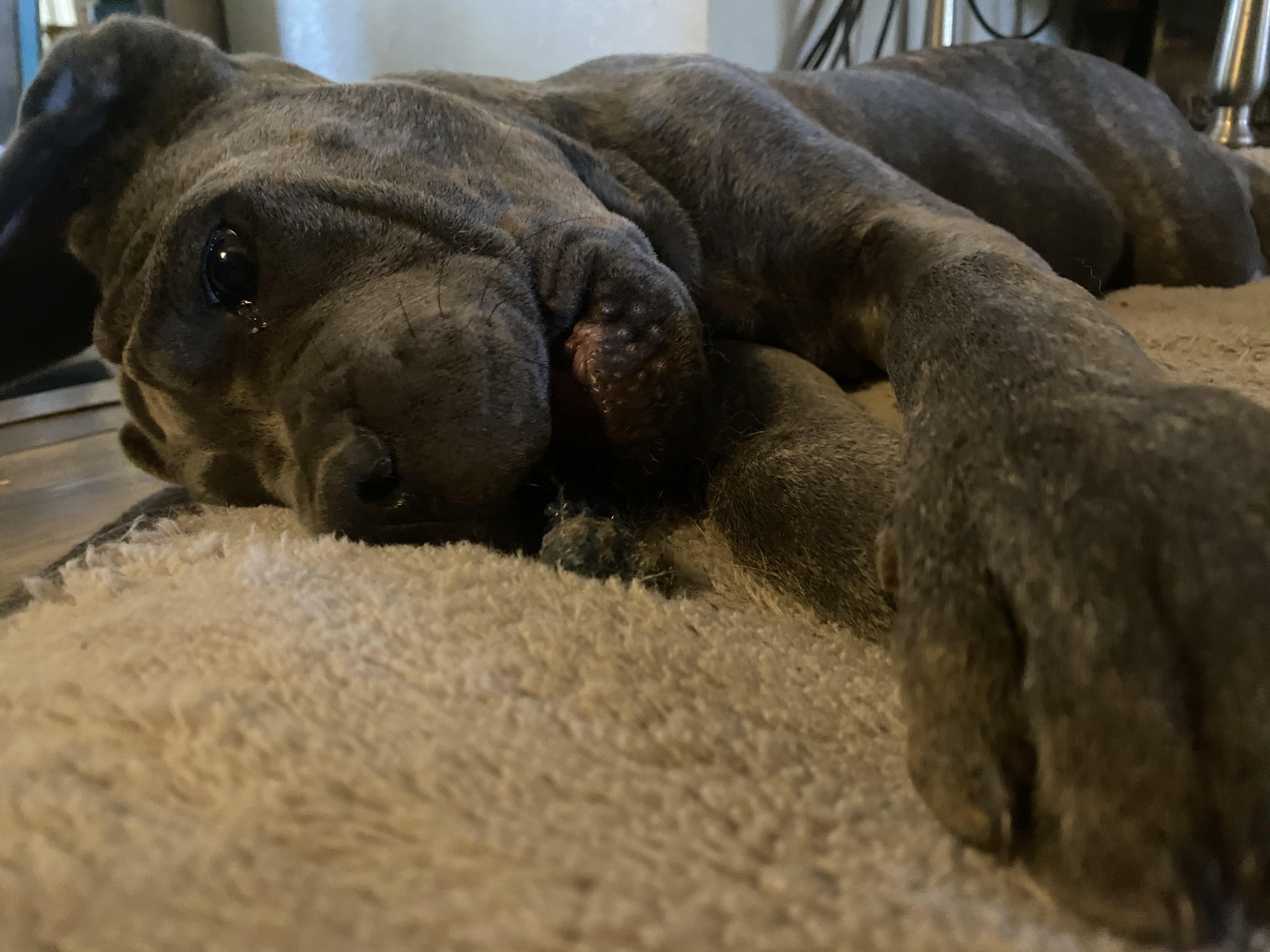 Gracie and her heavy paws. | Scrolller