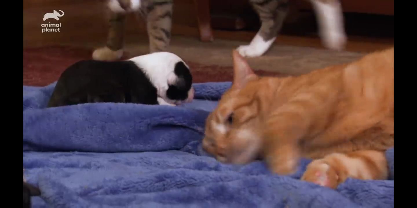 Gracie: Remember that gang of cats I told about with my brother ya here's a picture of him and ...