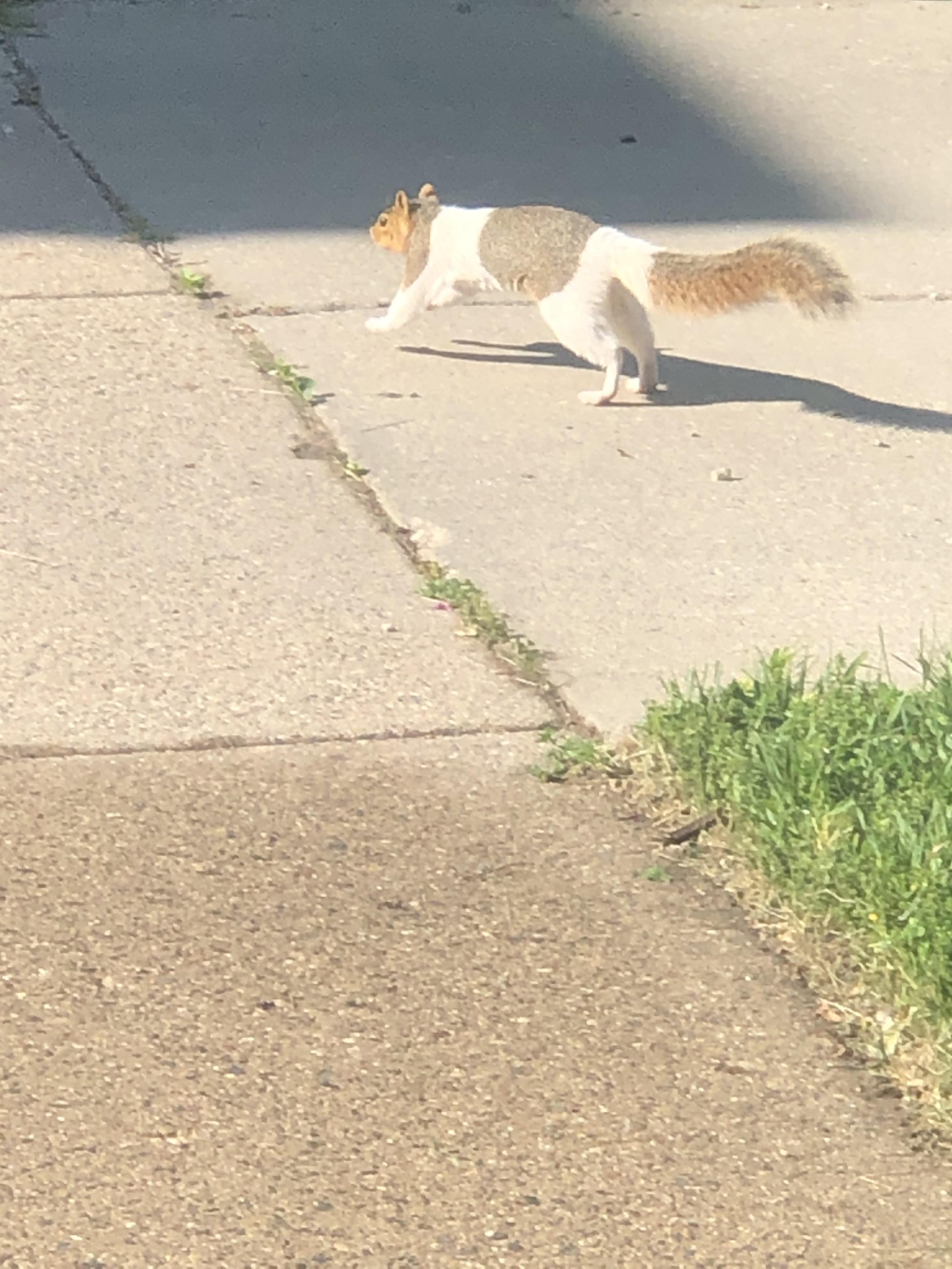 Grand Rapidian piebald squirrel featured in mildly interesting. Anyone else seen this guy ...