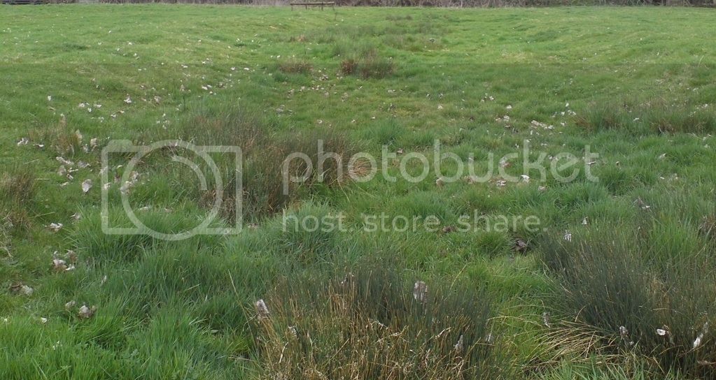 Grass Field | Scrolller