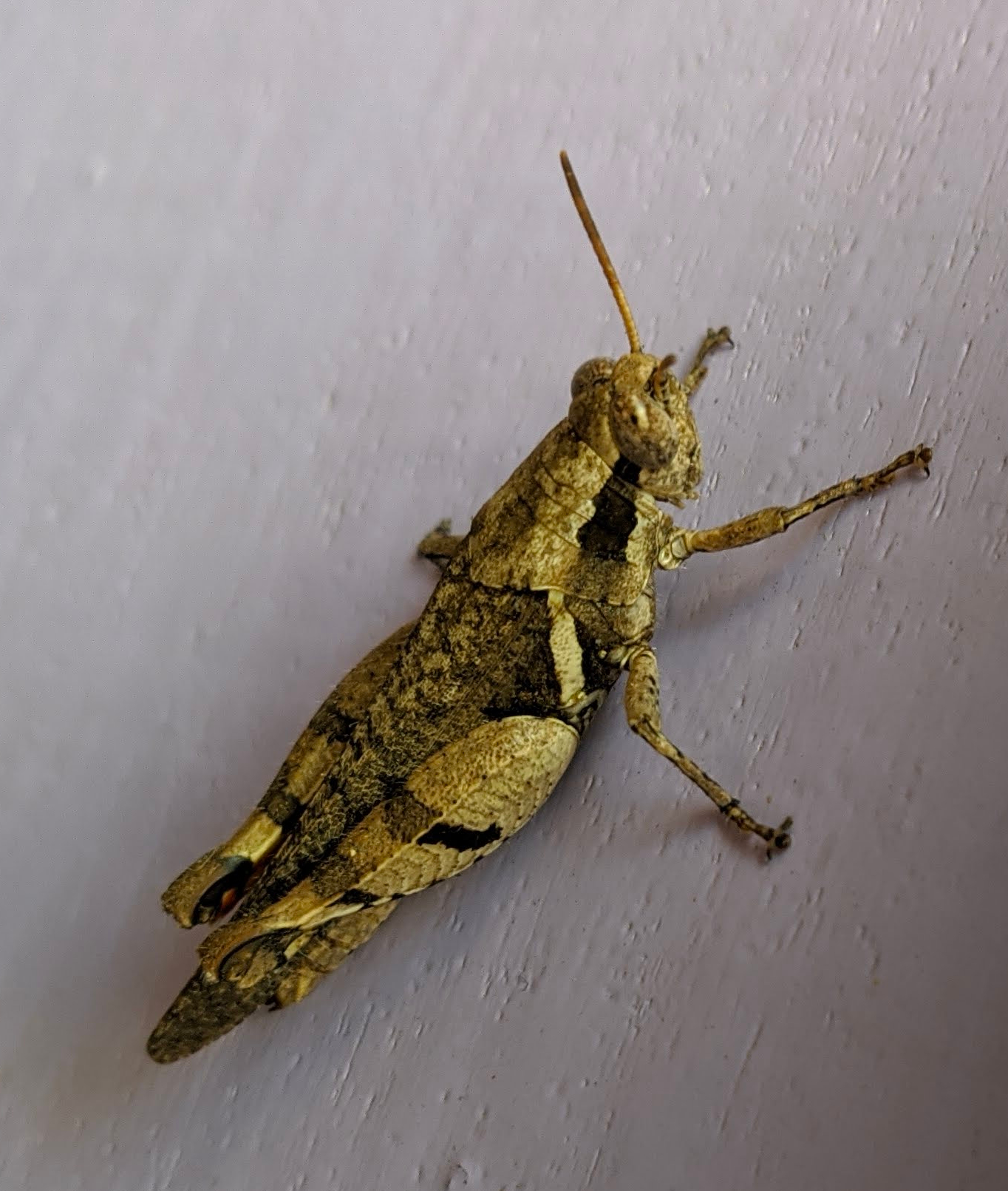 Grasshopper [1364x 1611] [OC] | Scrolller