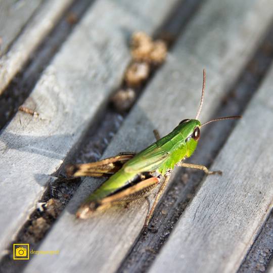 Grasshopper | Scrolller