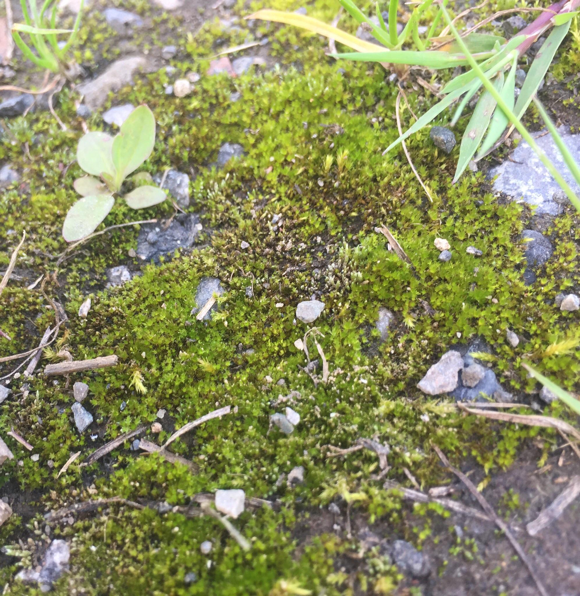 Gravel moss | Scrolller