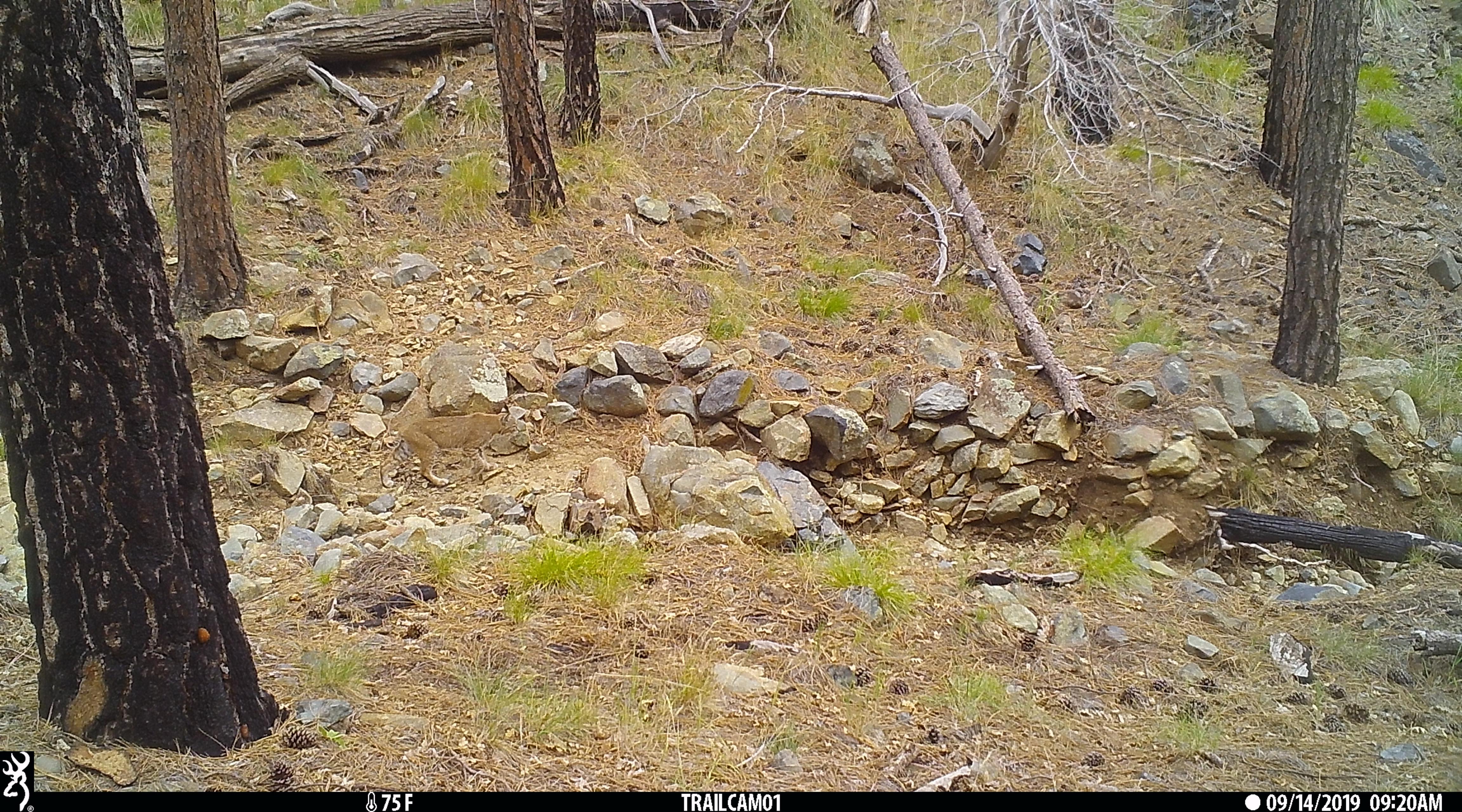 Great camouflage on this bobcat. | Scrolller