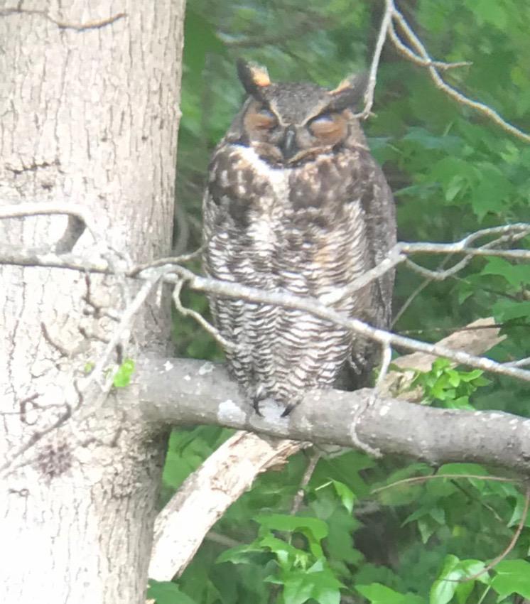 Great Horned Owl in my Backyard | Scrolller