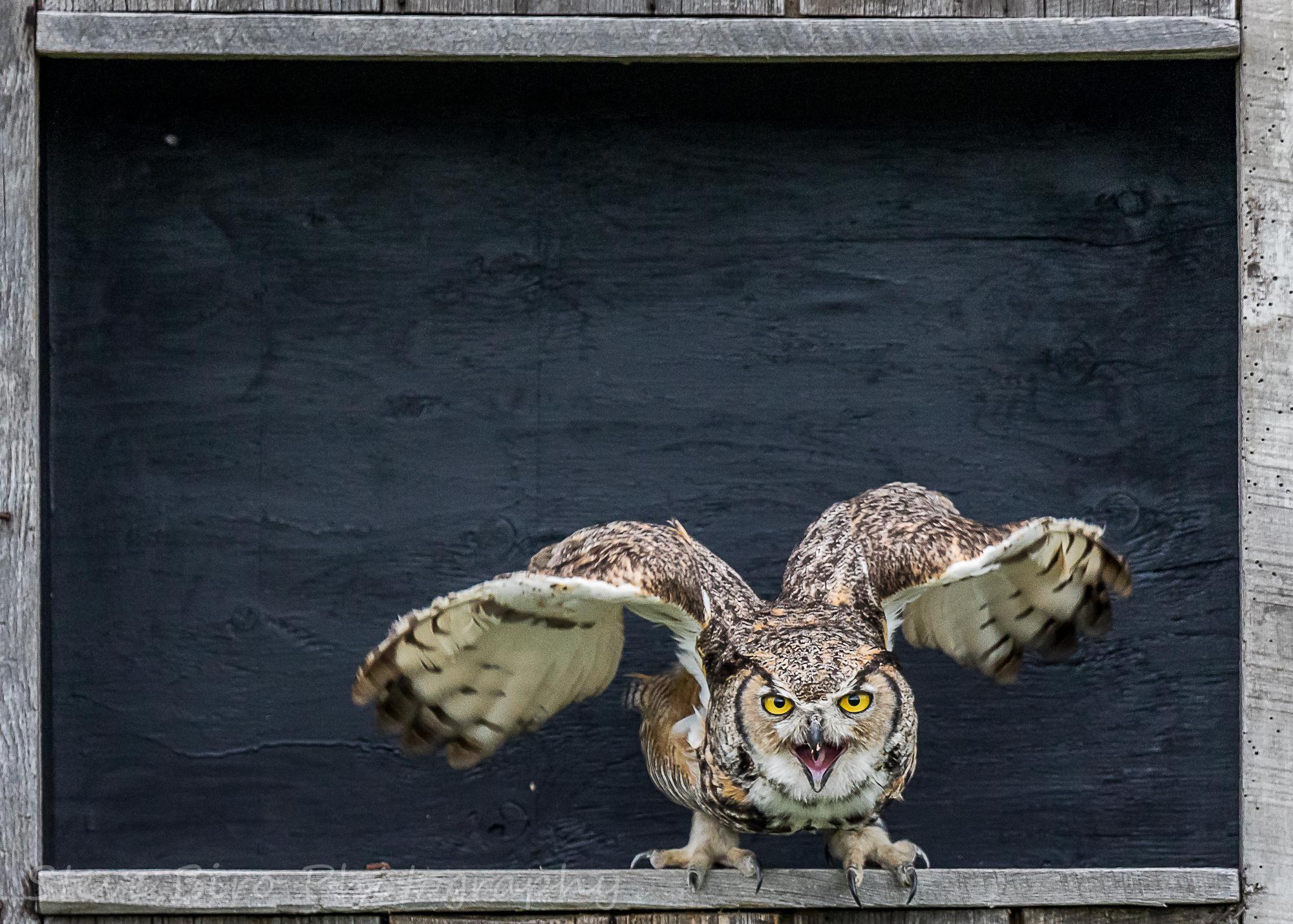 Great Horned owl ready to launch! | Scrolller
