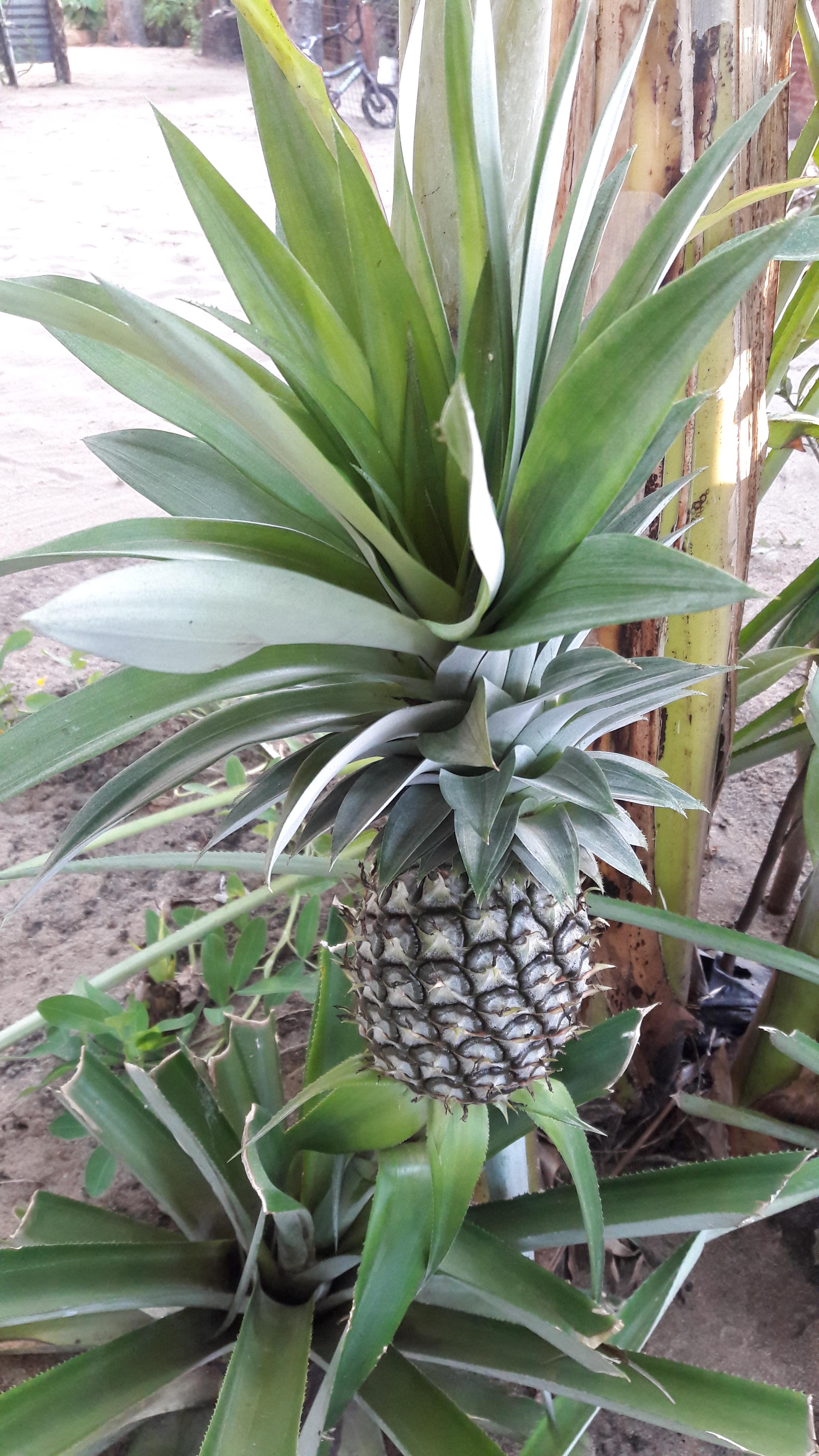 Green pineapple | Scrolller