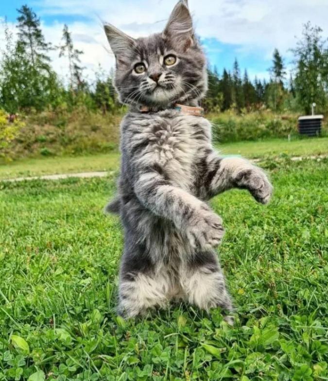 Greta the Disney Princess | Scrolller