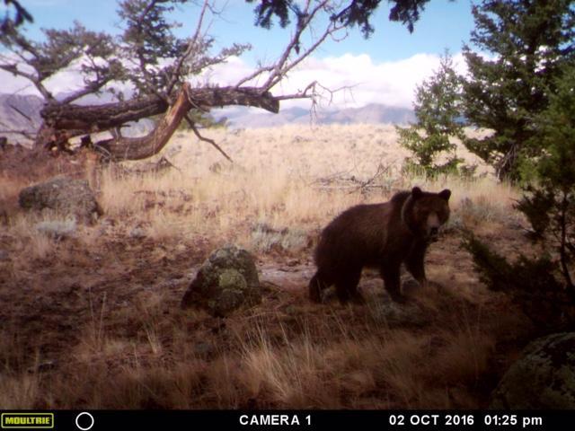 Grizzly Bear | Scrolller