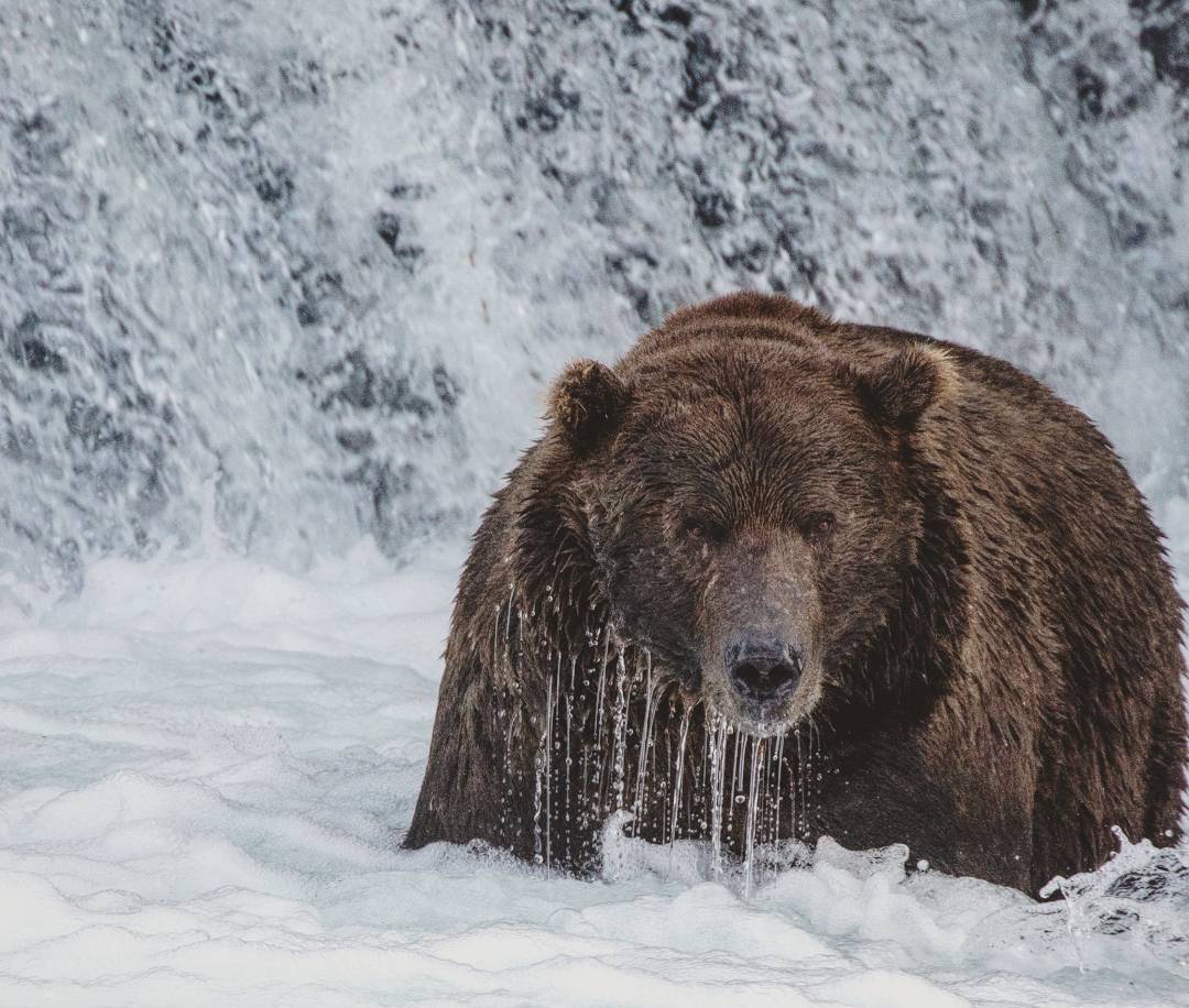 Grizzly Bear. | Scrolller