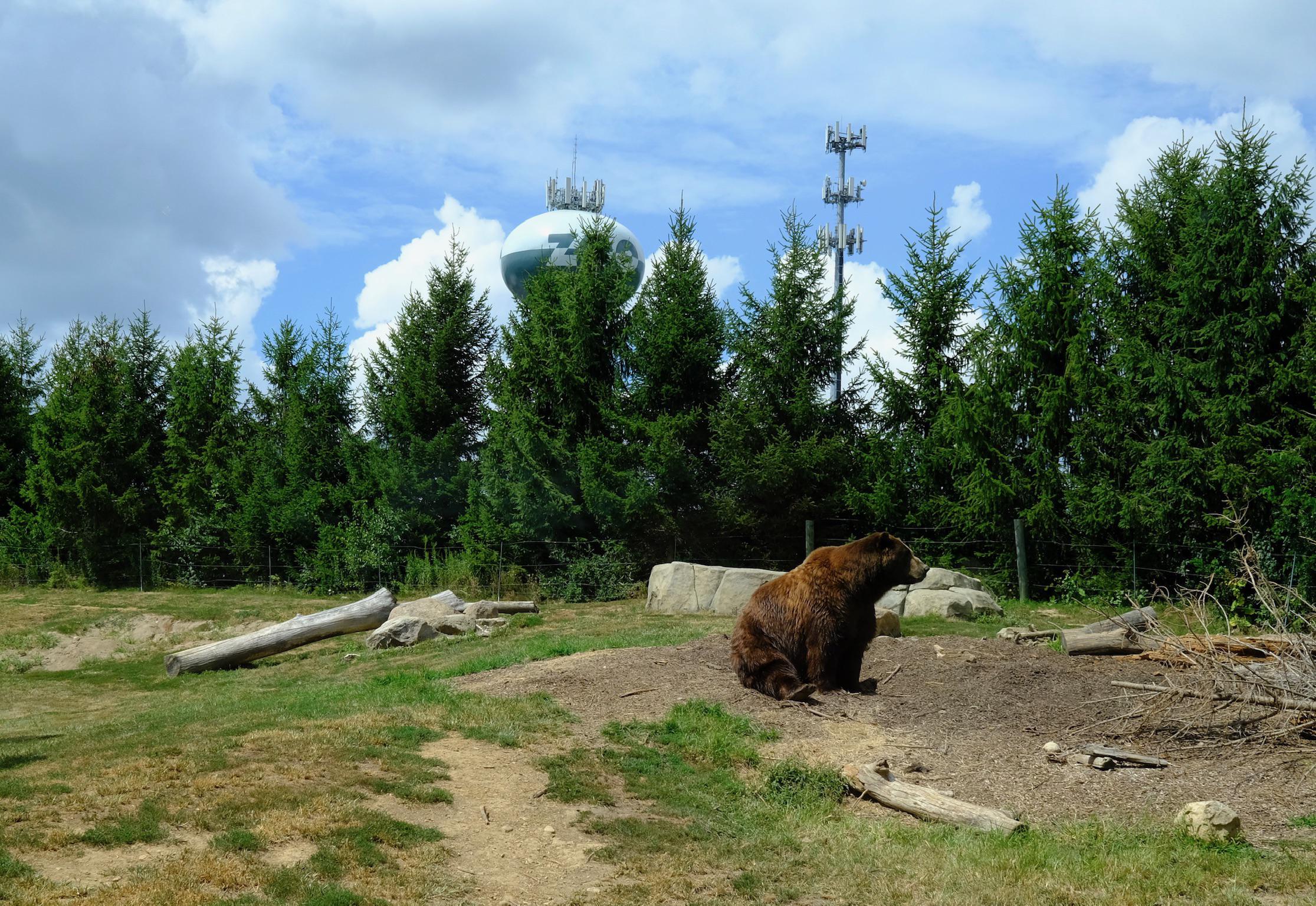 Grizzly bear at the Columbus Zoo. Straight JPEG with Velvia film simulation. | Scrolller