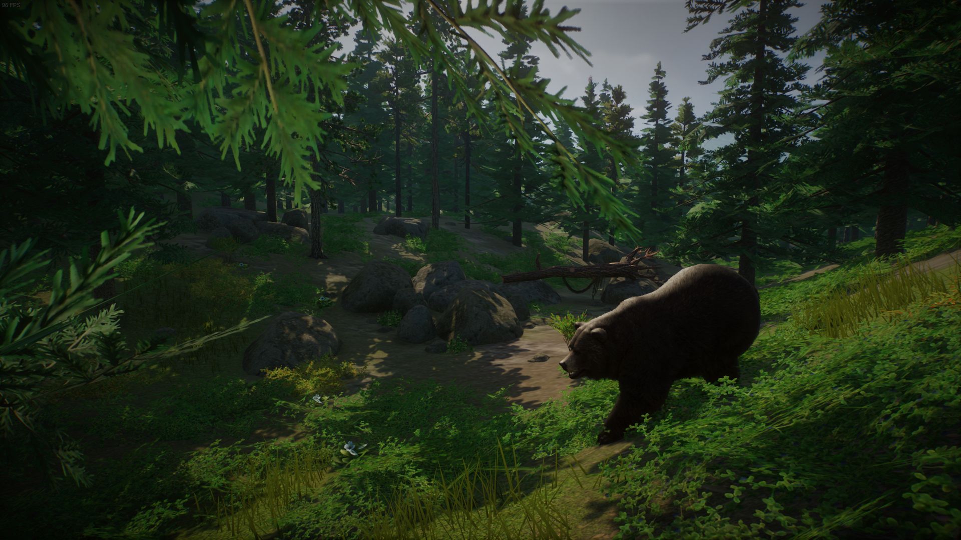 Grizzly bear in its natural habitat | Scrolller