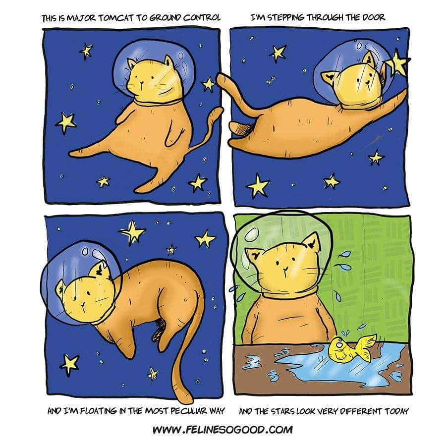 Ground control to Major Tomcat. | Scrolller