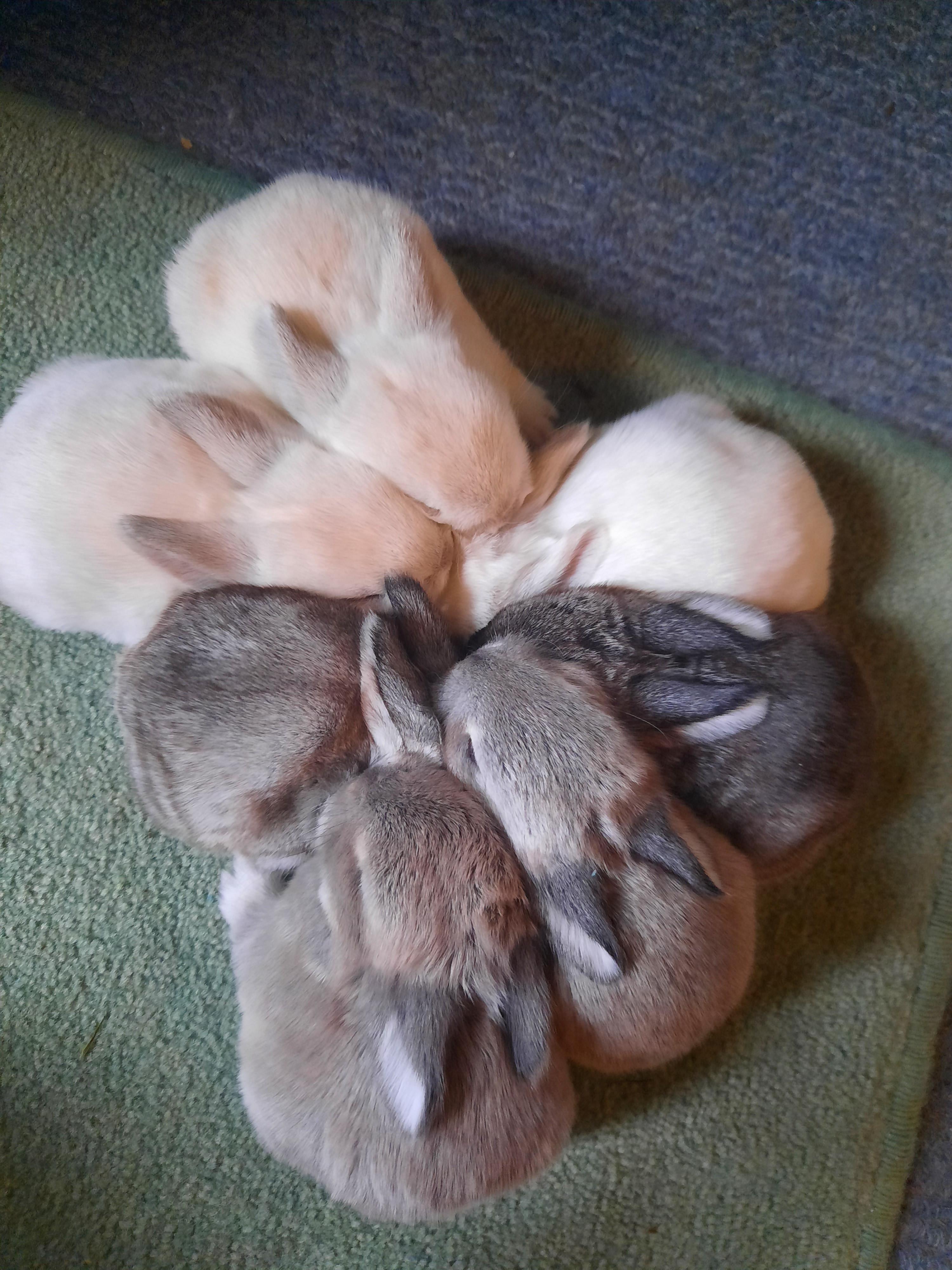 Group snuggle | Scrolller