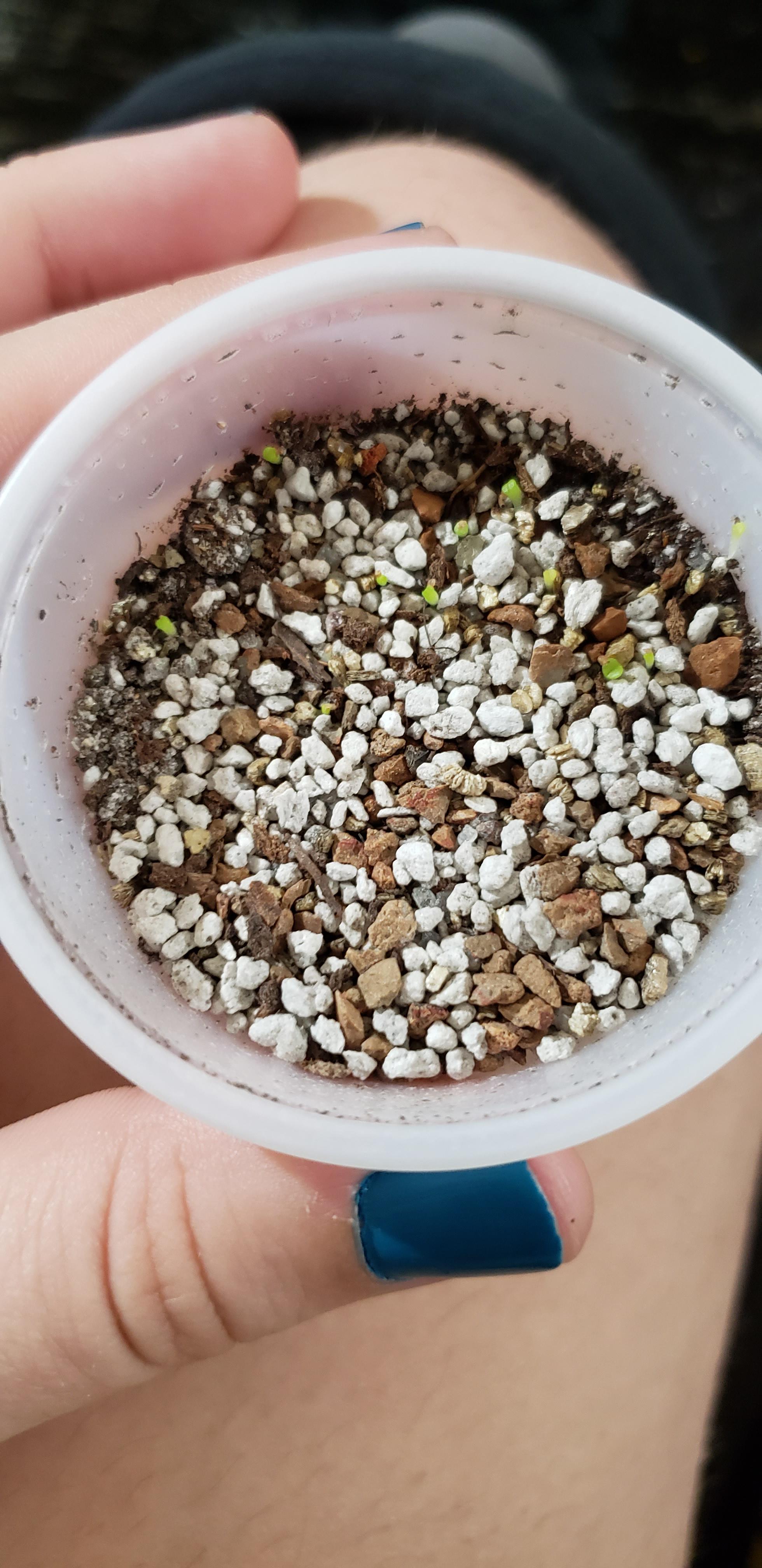 Growing some little guys from seeds!! | Scrolller