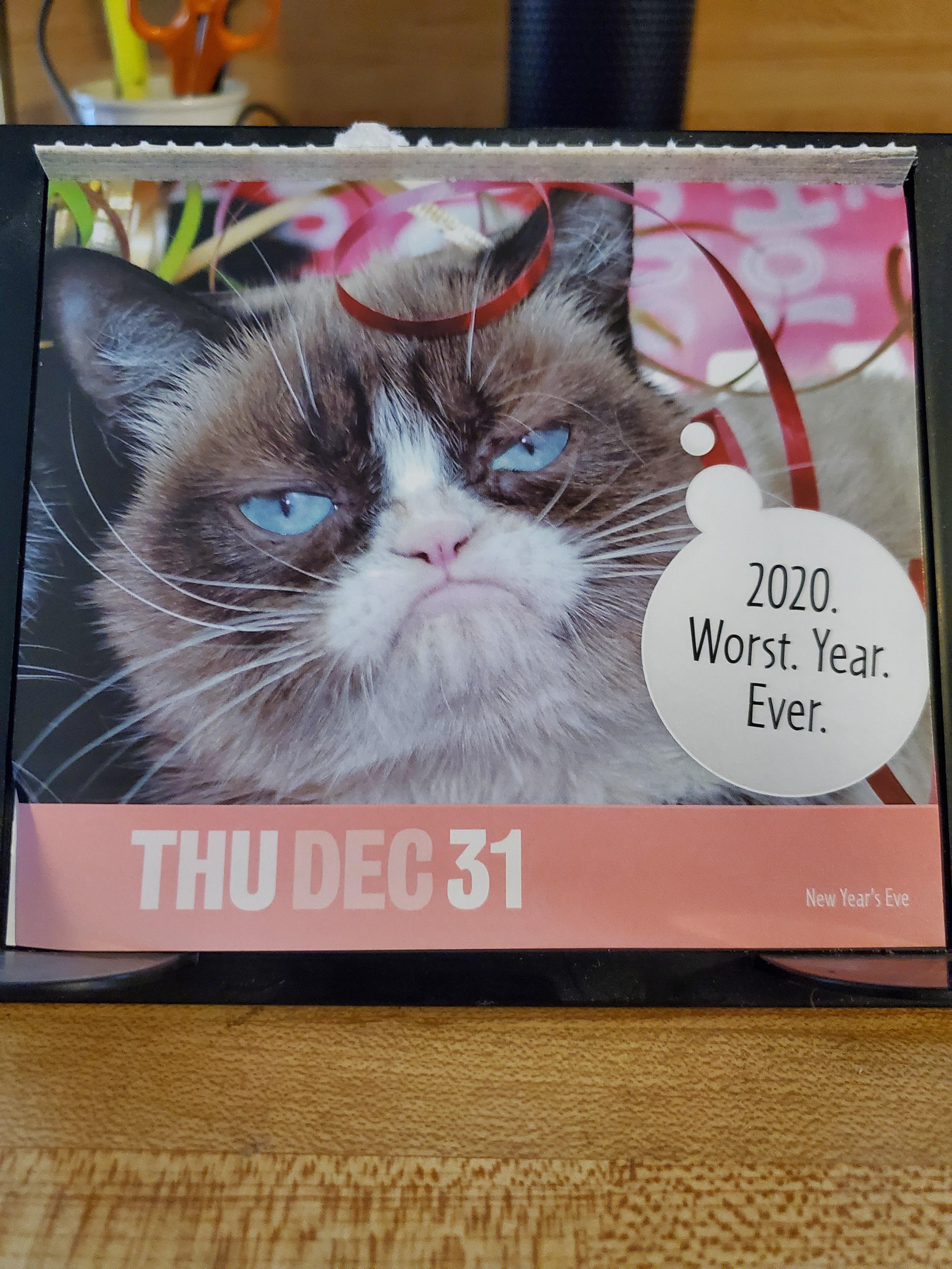 Grumpy Cat (RIP) knew before everyone else that 2020 would be awful | Scrolller