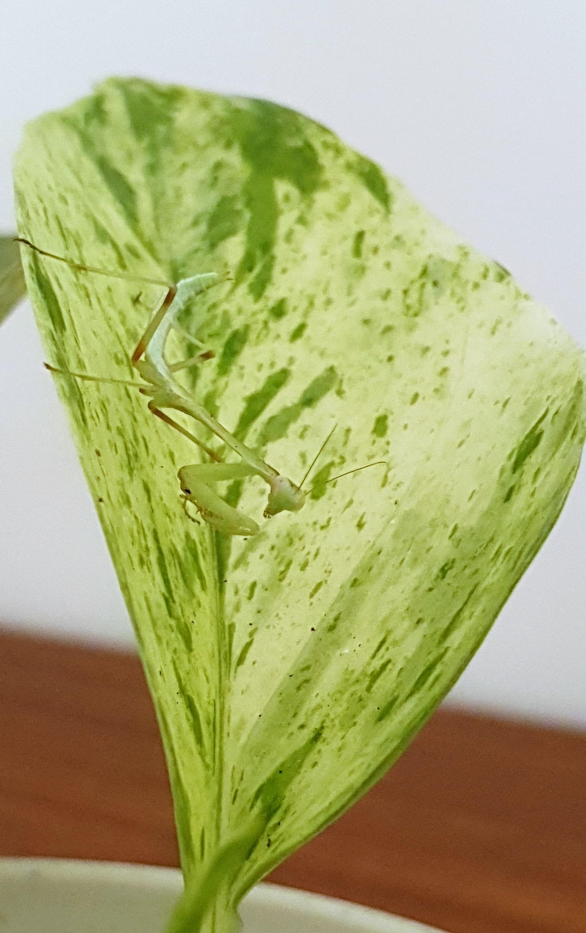 Guarding The Queen Scrolller