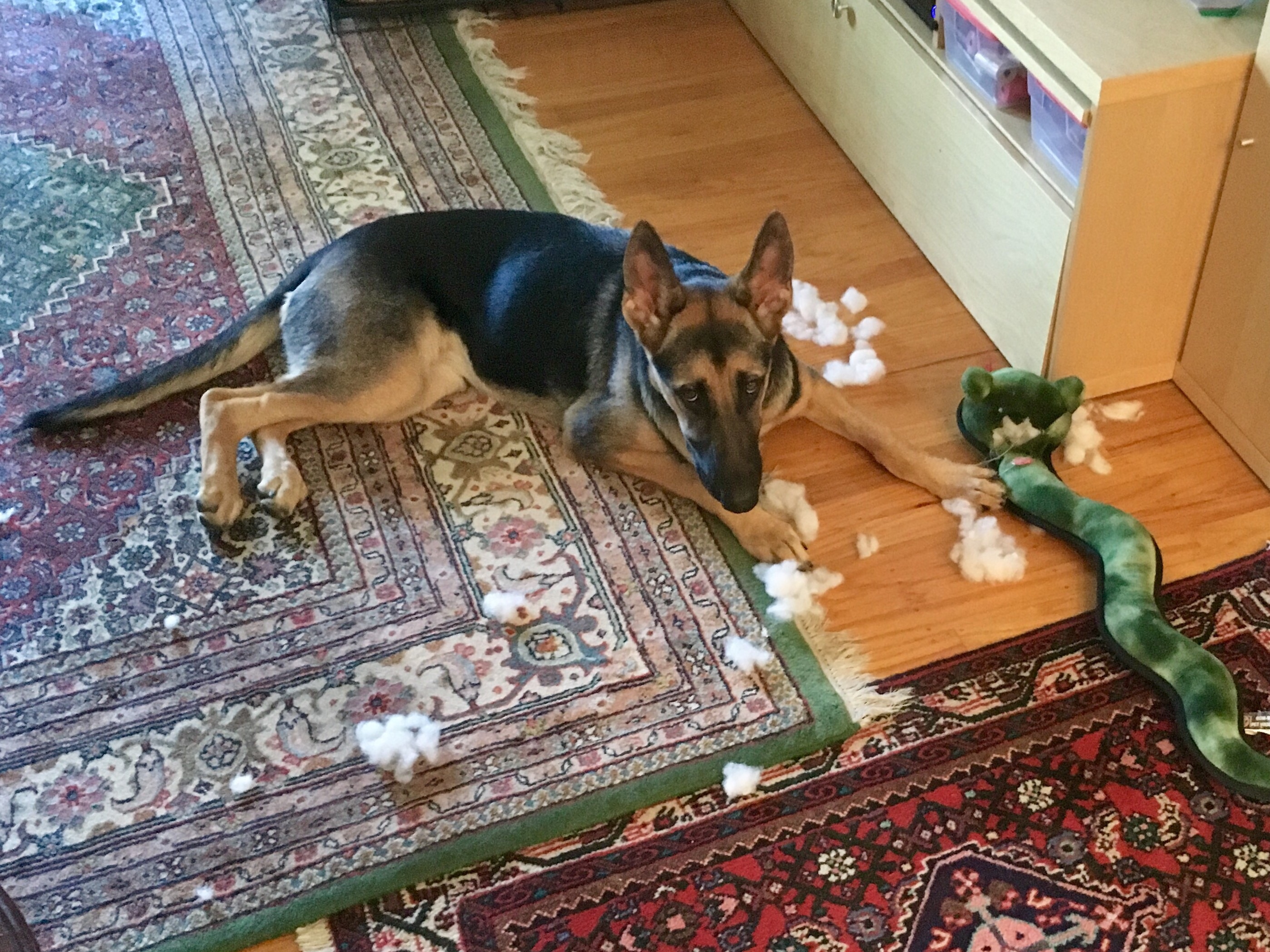 Guilty face level 100 | Scrolller