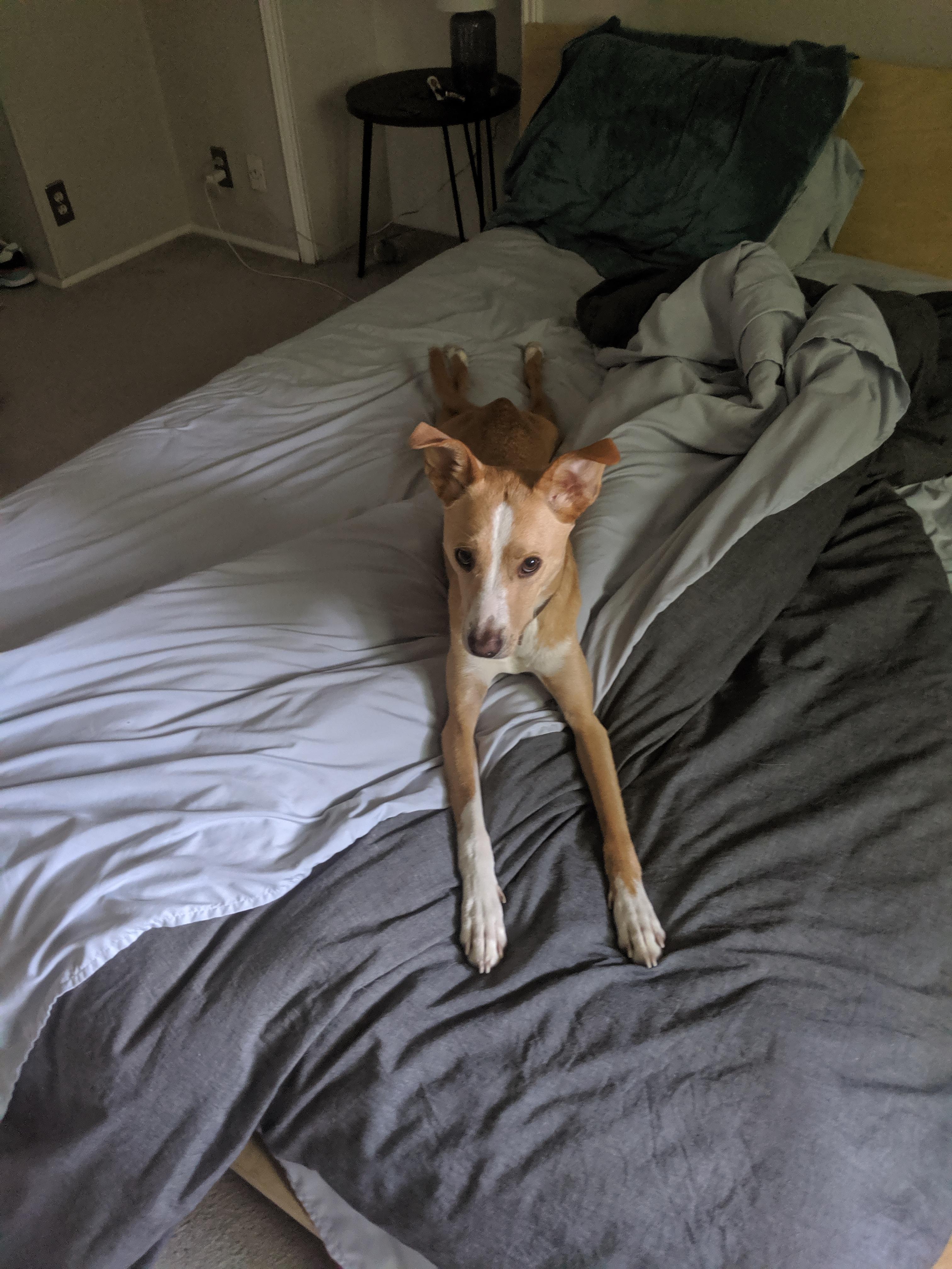 Guilty sploot. | Scrolller