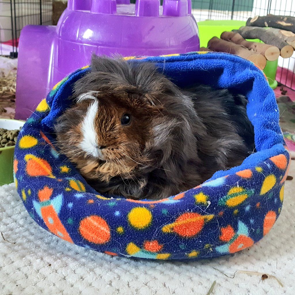 Guinea pig or tiny lion? | Scrolller