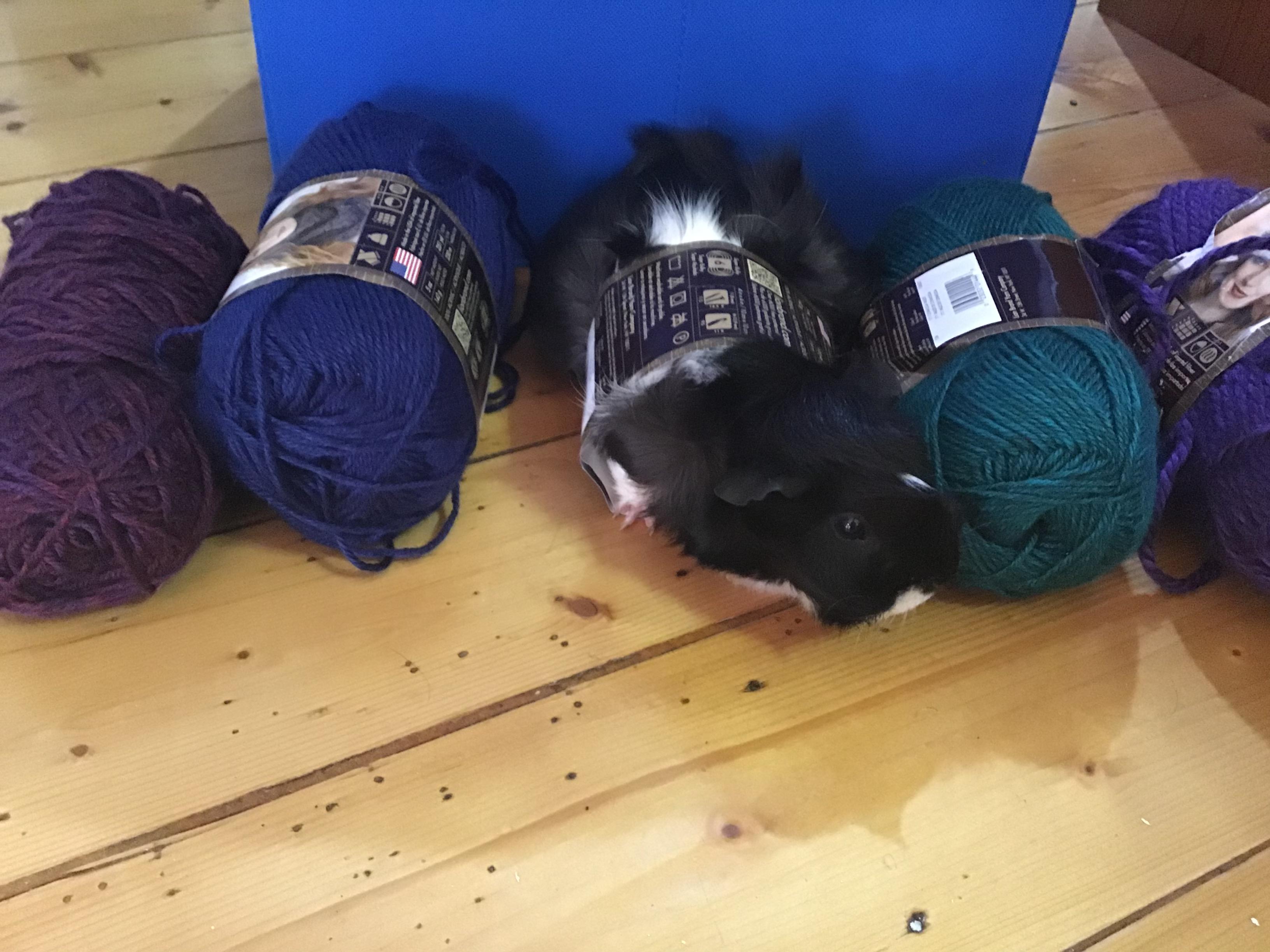 Guinea pig wool now available! | Scrolller