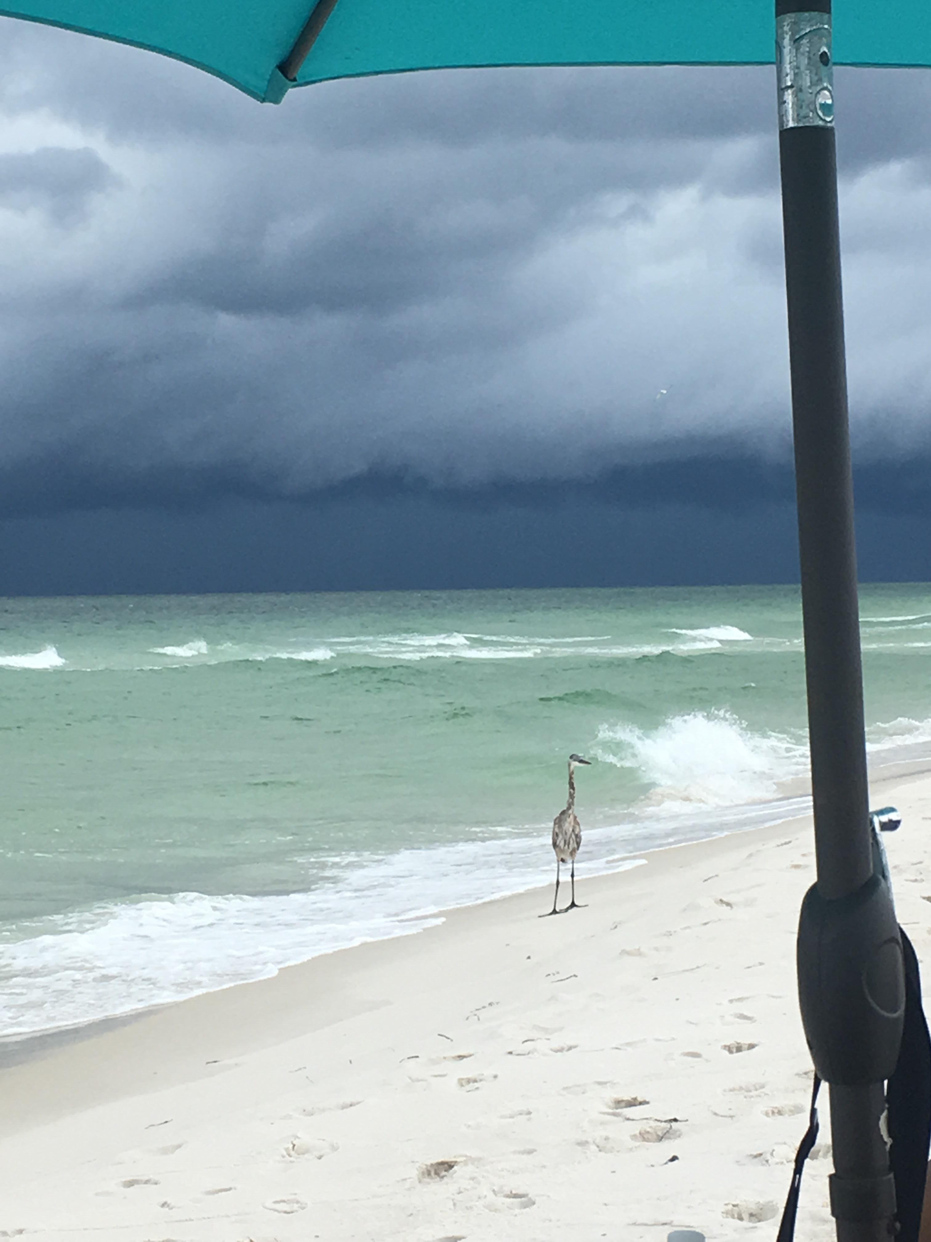 Gulf Breeze Shelf Cloud | Scrolller