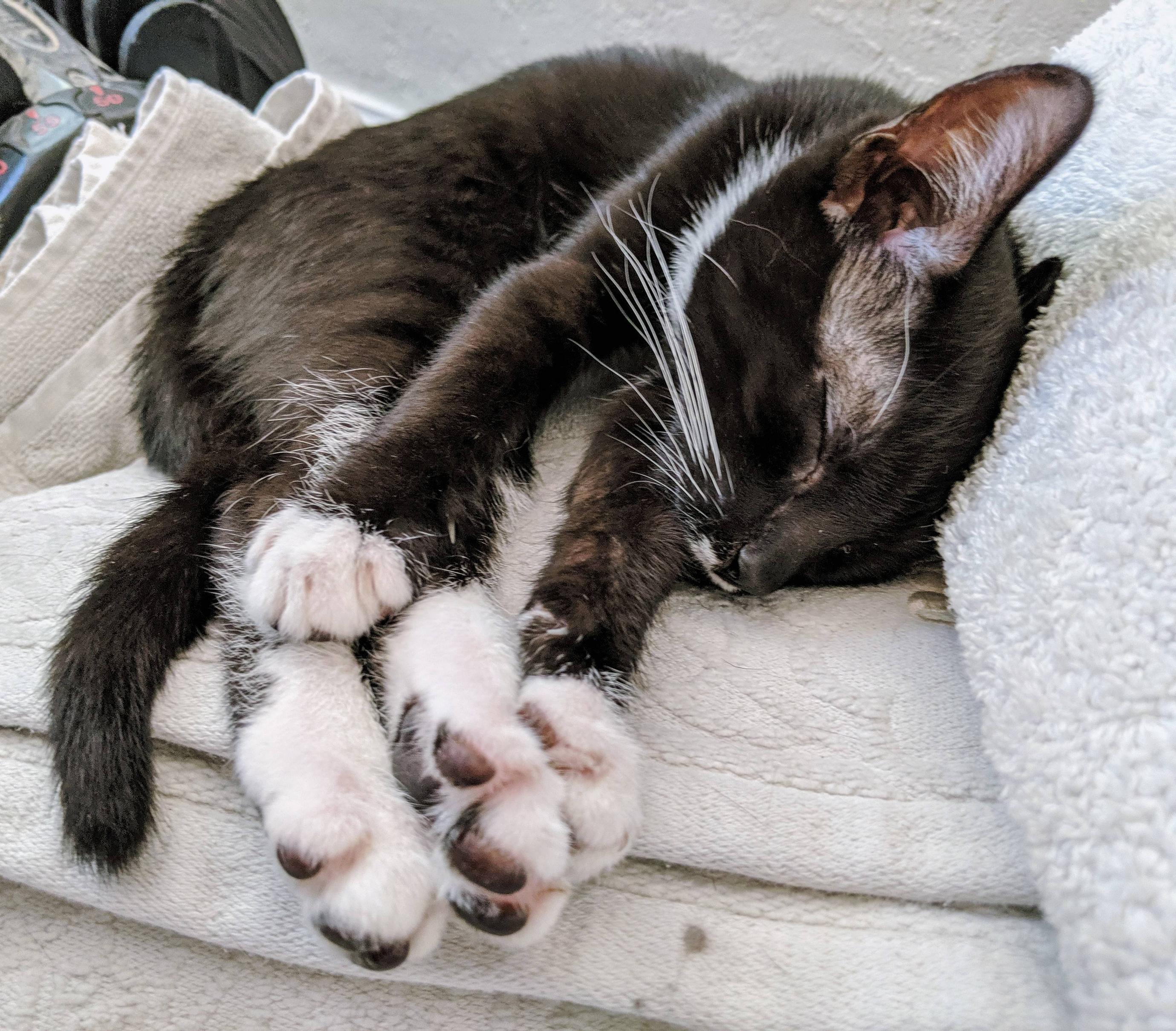 Gully tangled up her beans. | Scrolller