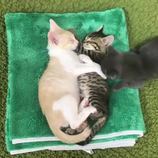 Guys! Lemme snuggle too! | Scrolller