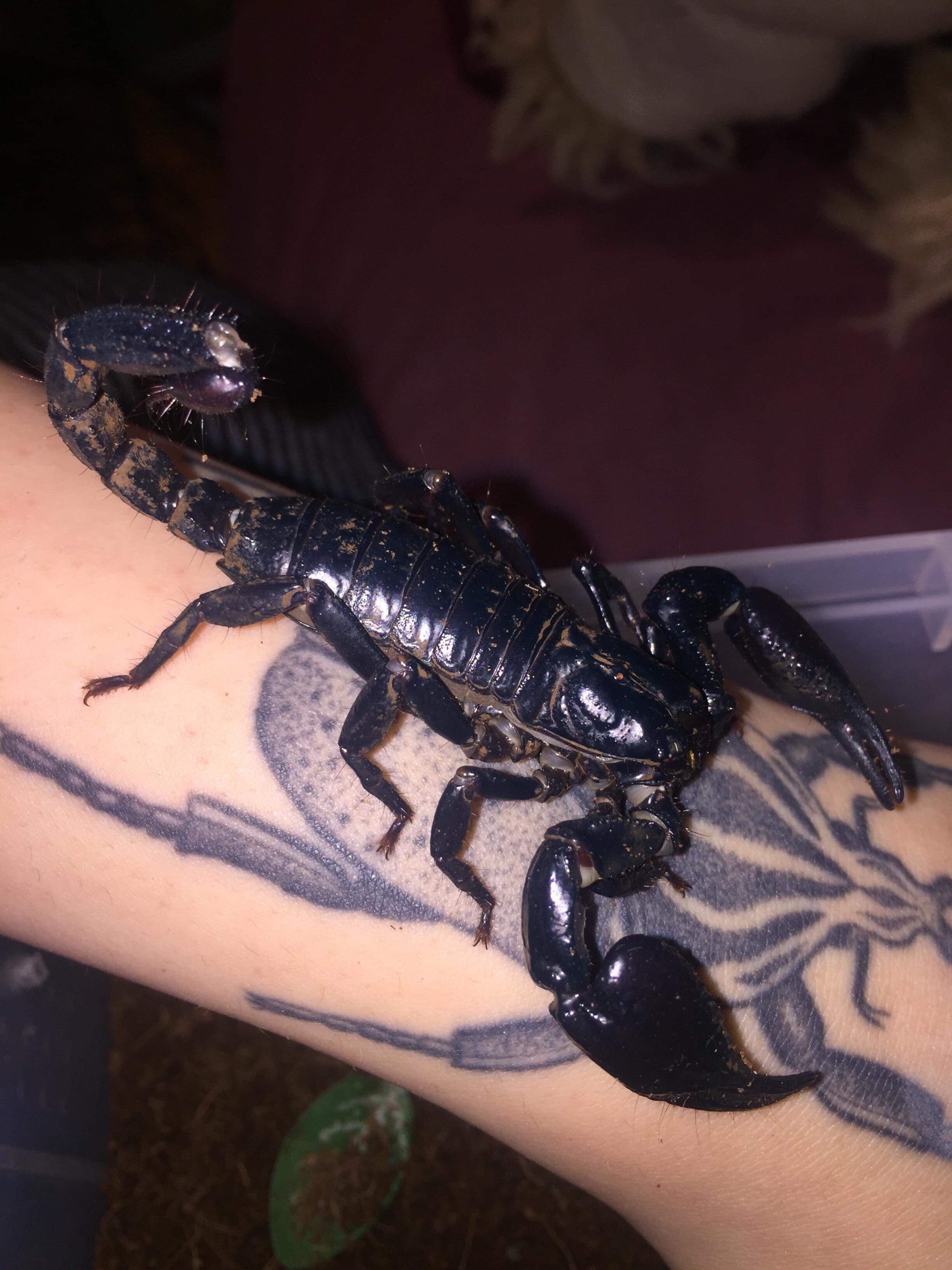 H. petersii. I love this boy so much, he’s so calm and gentle and loves exploring. | Scrolller