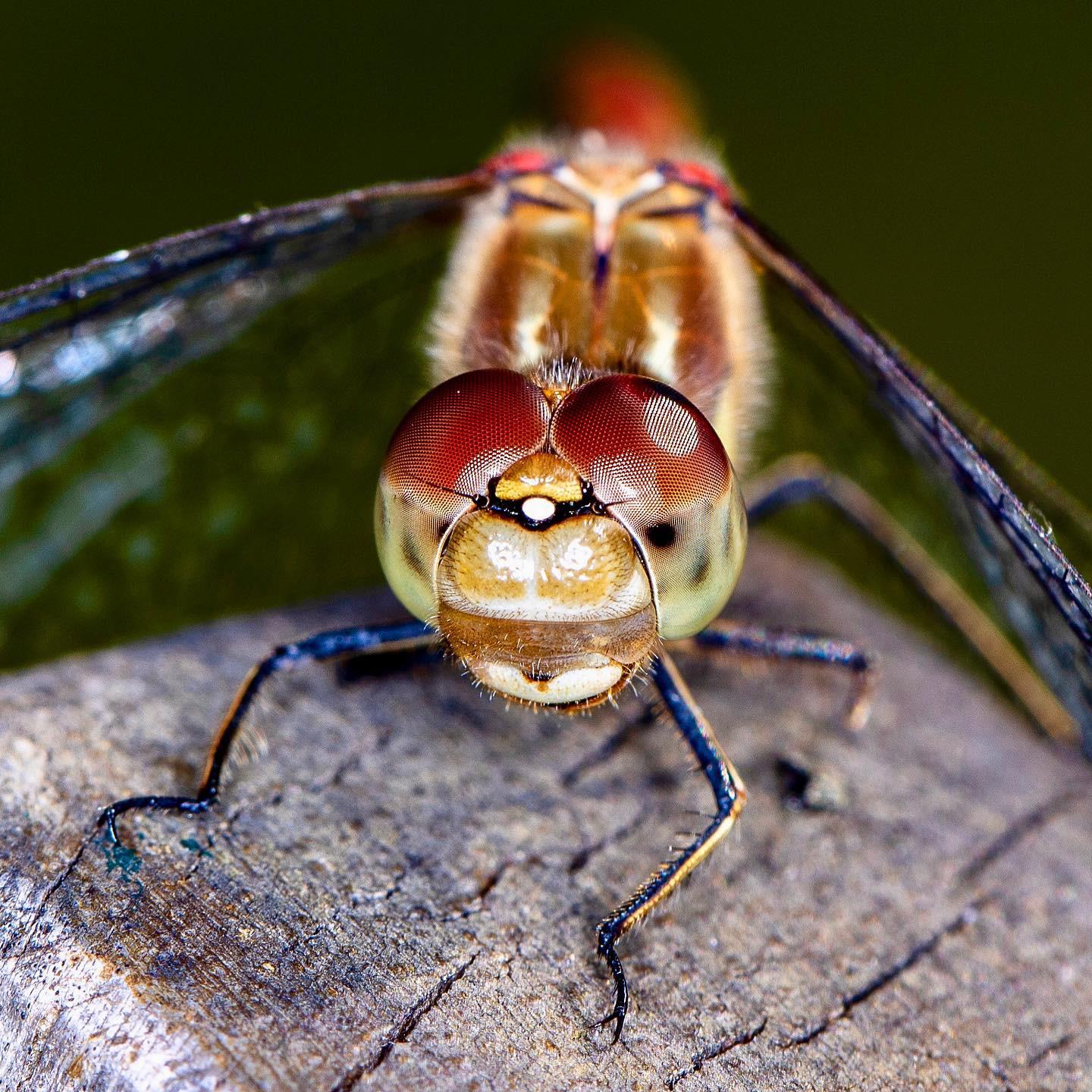 Had a go at a macro dragonfly shot | Scrolller