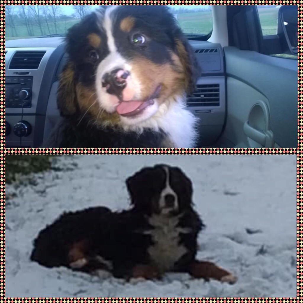 Had to say goodbye to my boy today. Here he is on his first and last day with me. A great friend ...