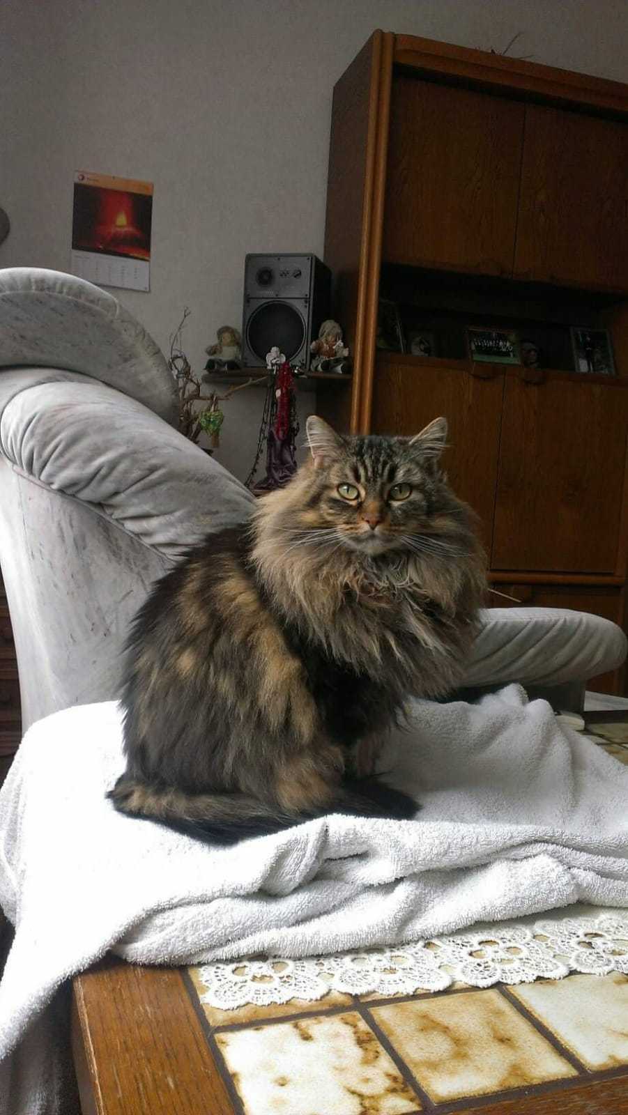 Had to say goodbye to our beautiful floof last week :( Here she is in all her glory! | Scrolller